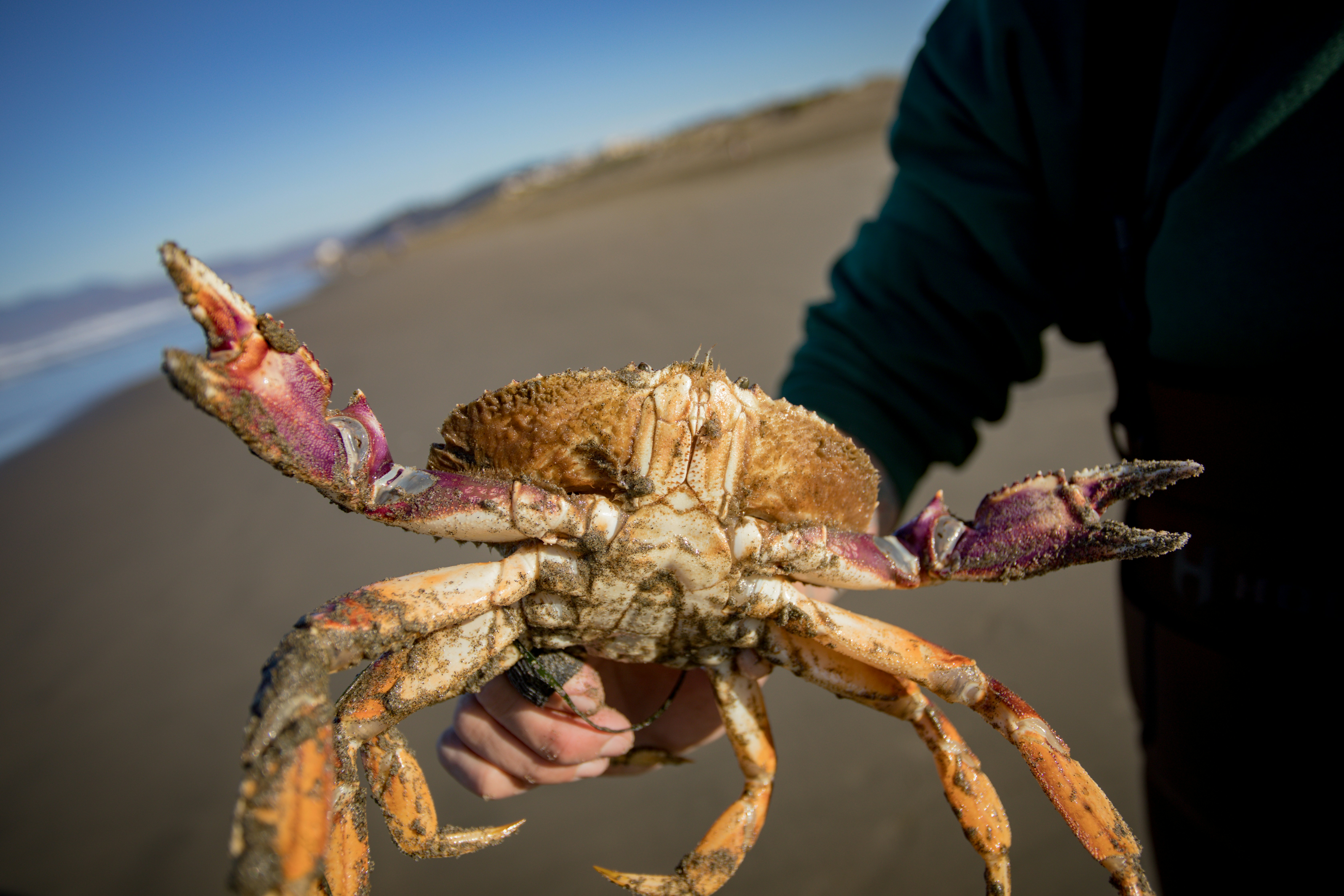 A person holding a crab on a beach photo – Free Crab Image on Unsplash