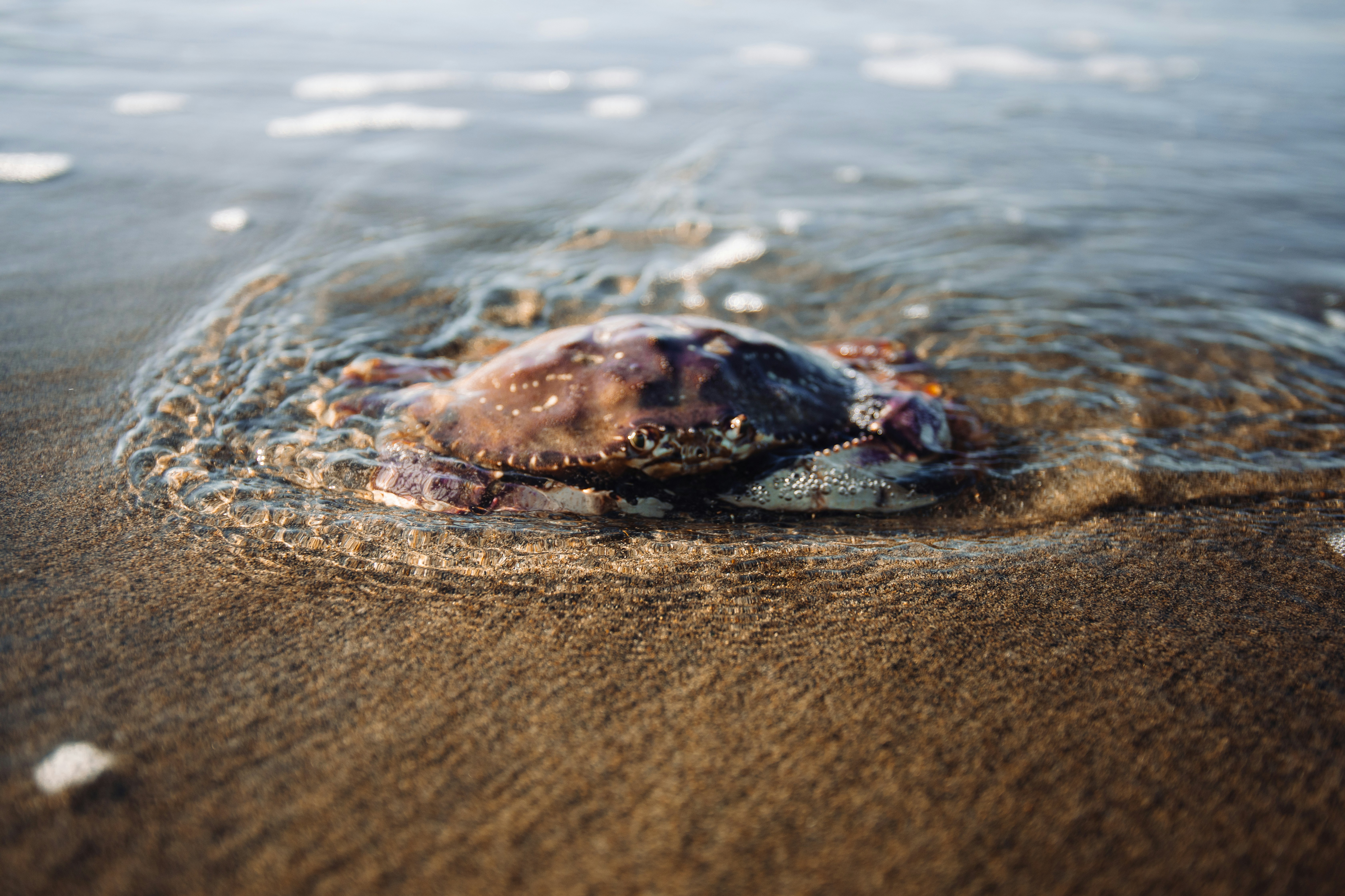 Underside of a Jellyfish Gracing the Tide with Gentle Ripples