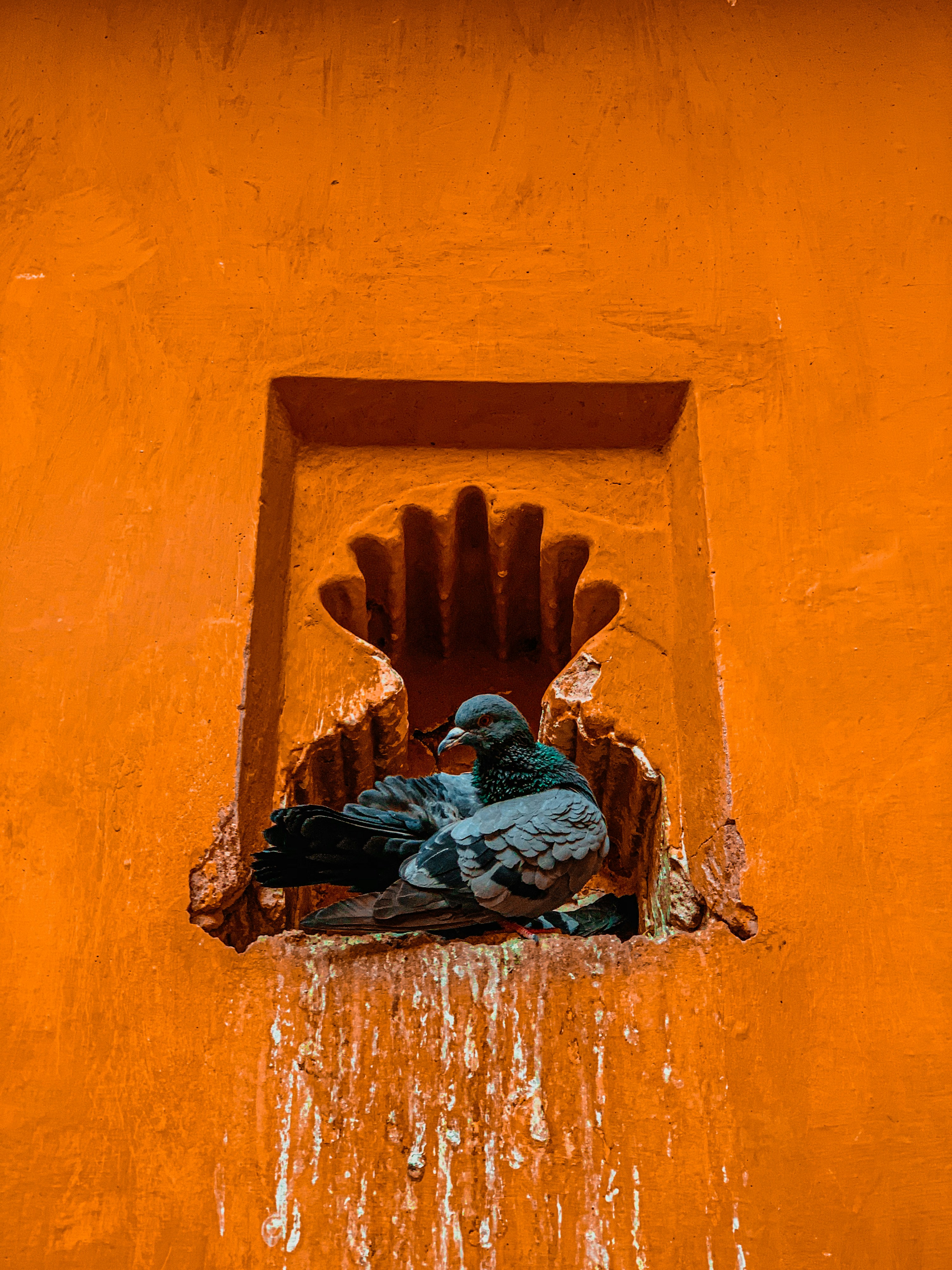 Saffron Niche Serenade: Pigeon Resting in an Orange Wall