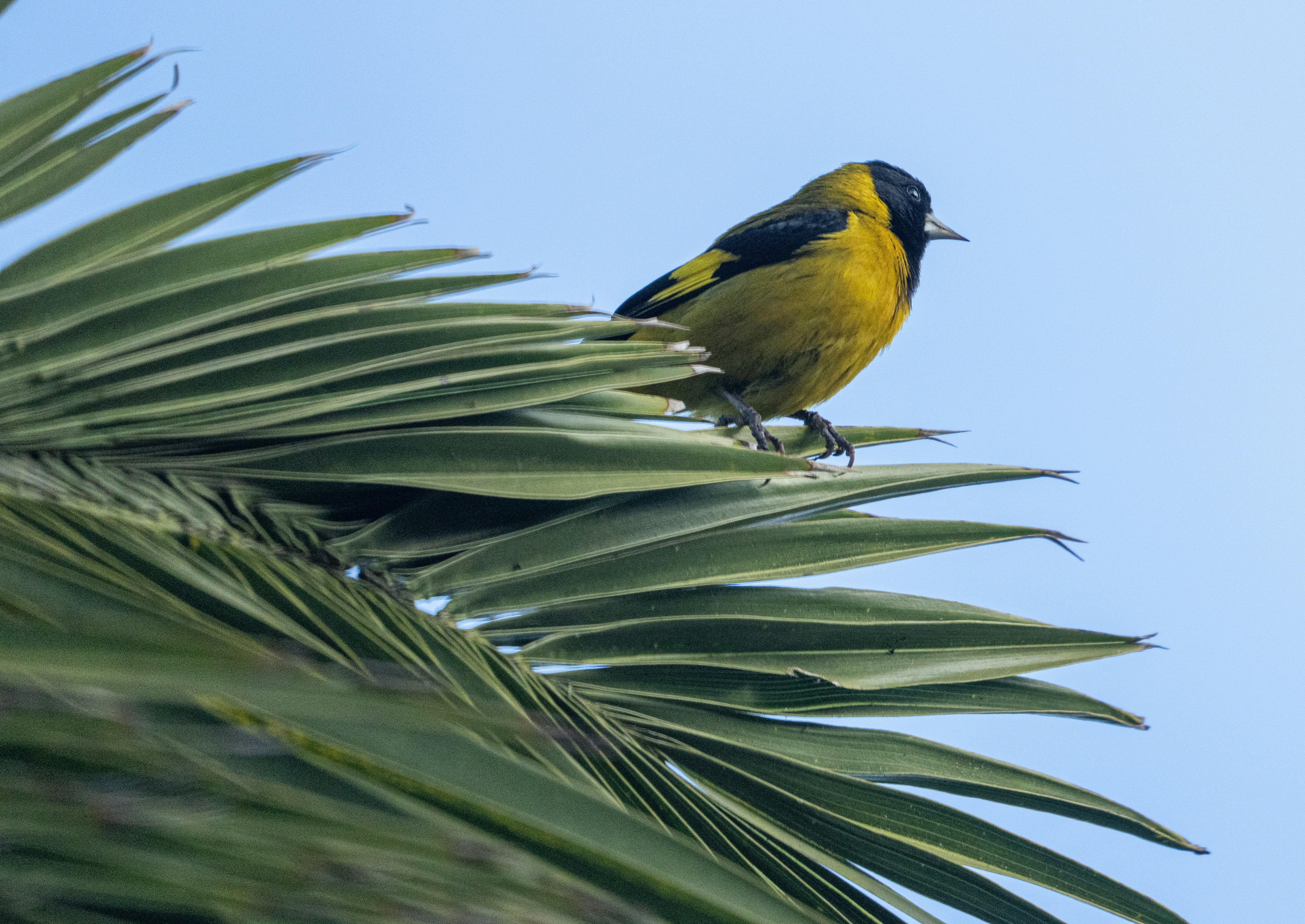 A vibrant yellow bird perched on the edge of palm fronds under a clear sky.