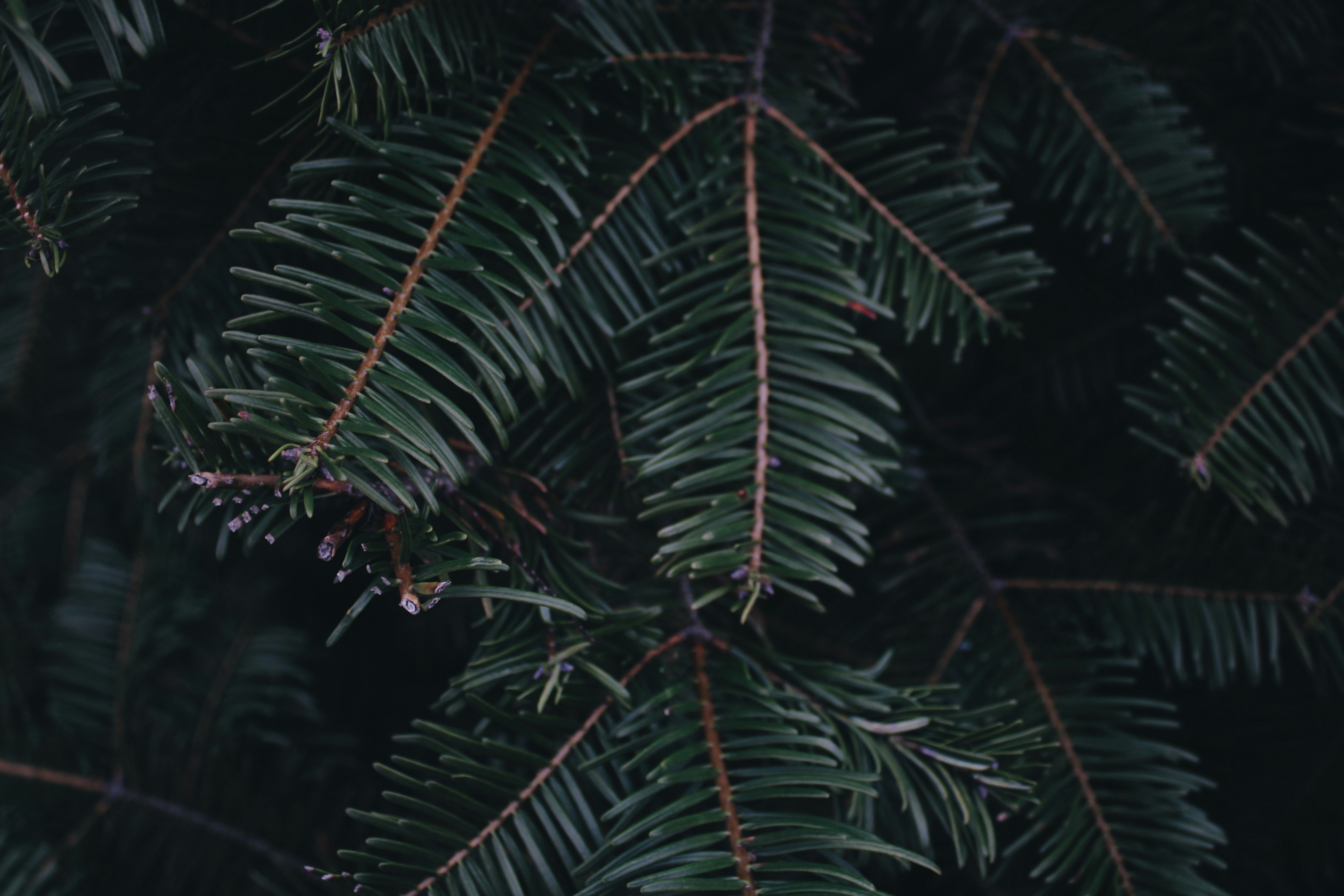 A close up of a pine tree branch photo – Free Tree Image on Unsplash
