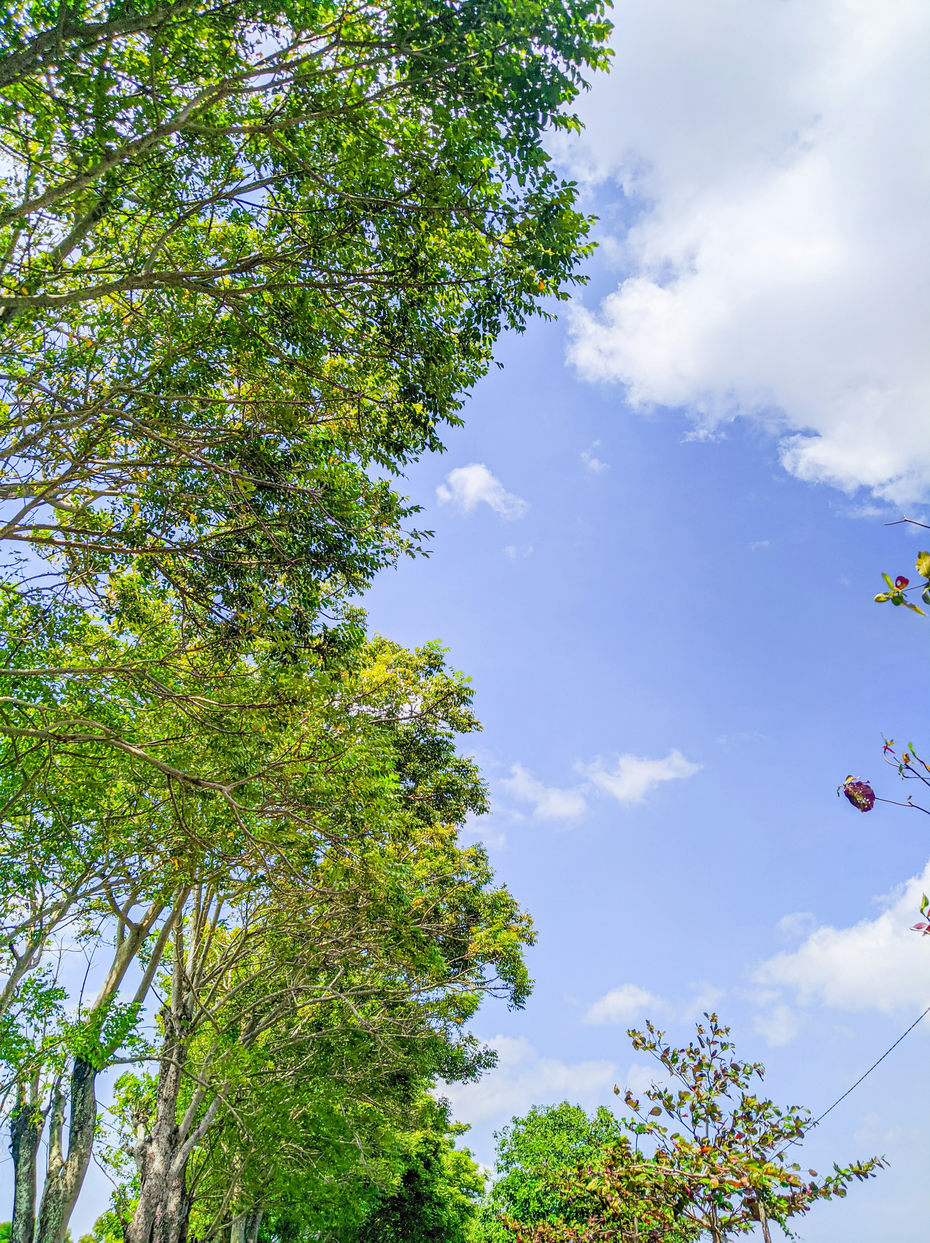 Lush green treetops dominate the left, opening to a bright blue sky with wispy clouds.