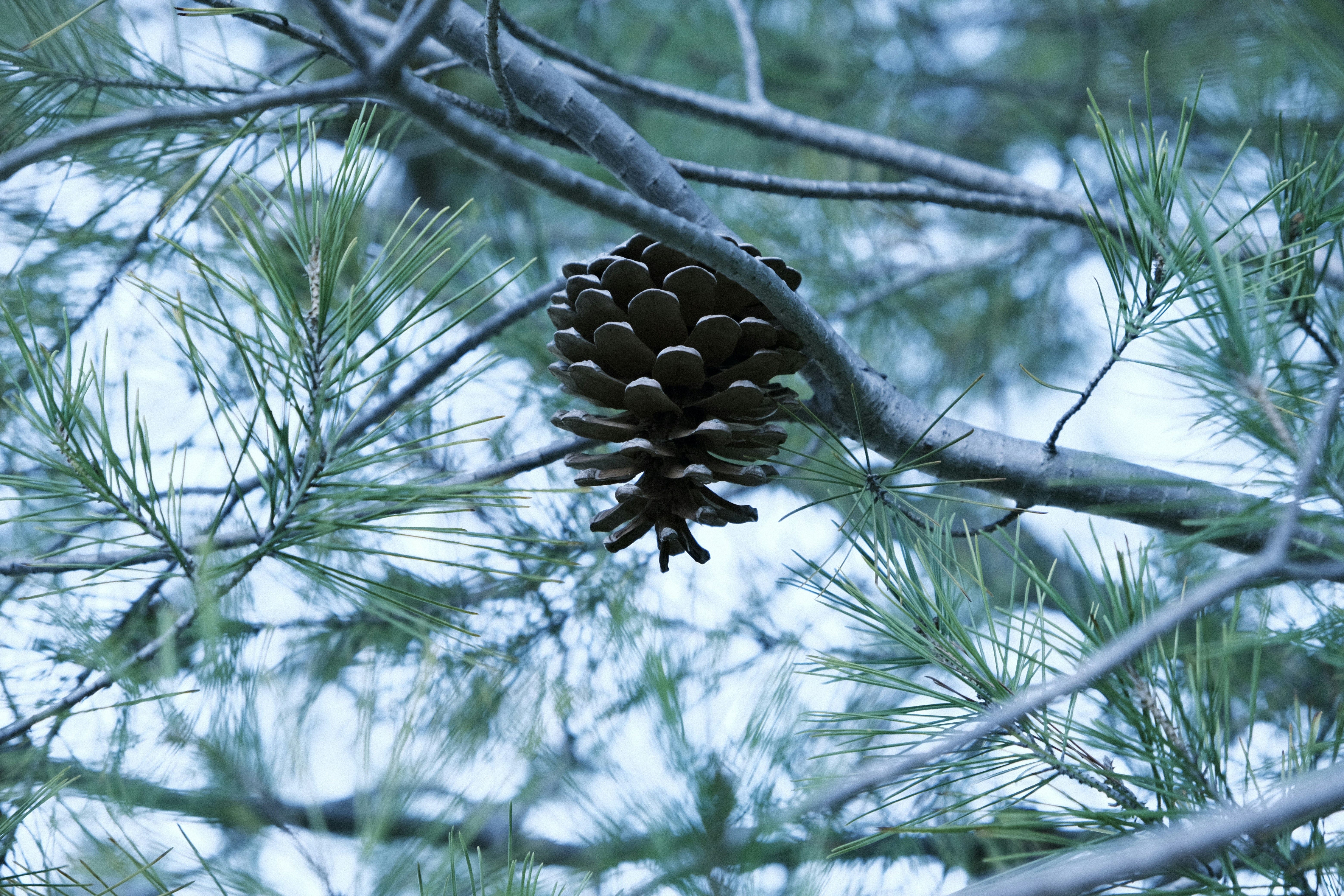 Nature's Textured Pendant