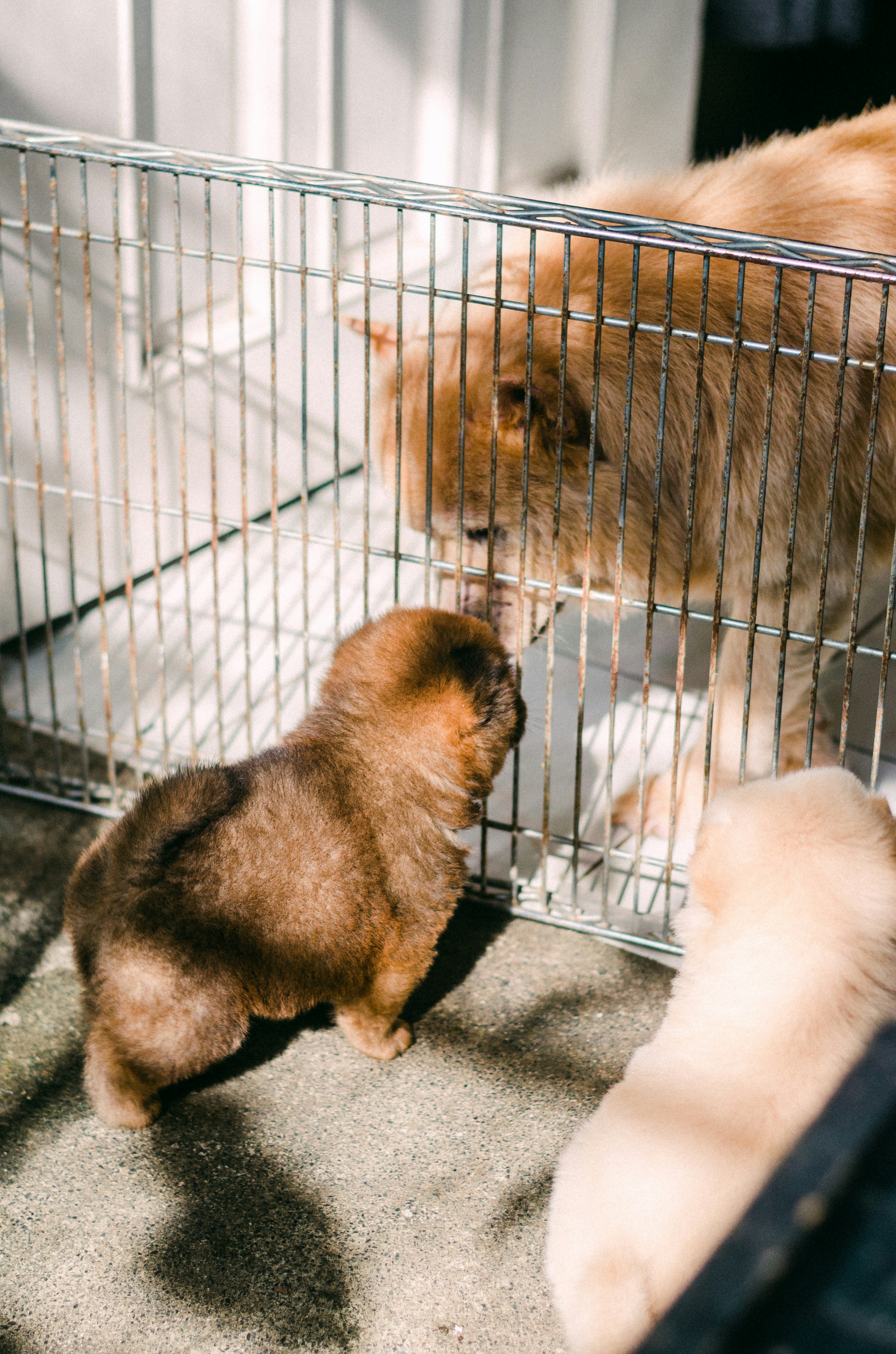 Two adorable chow chow puppies interacting with an adult dog through a wire cage. The scene captures a moment of curiosity and connection.