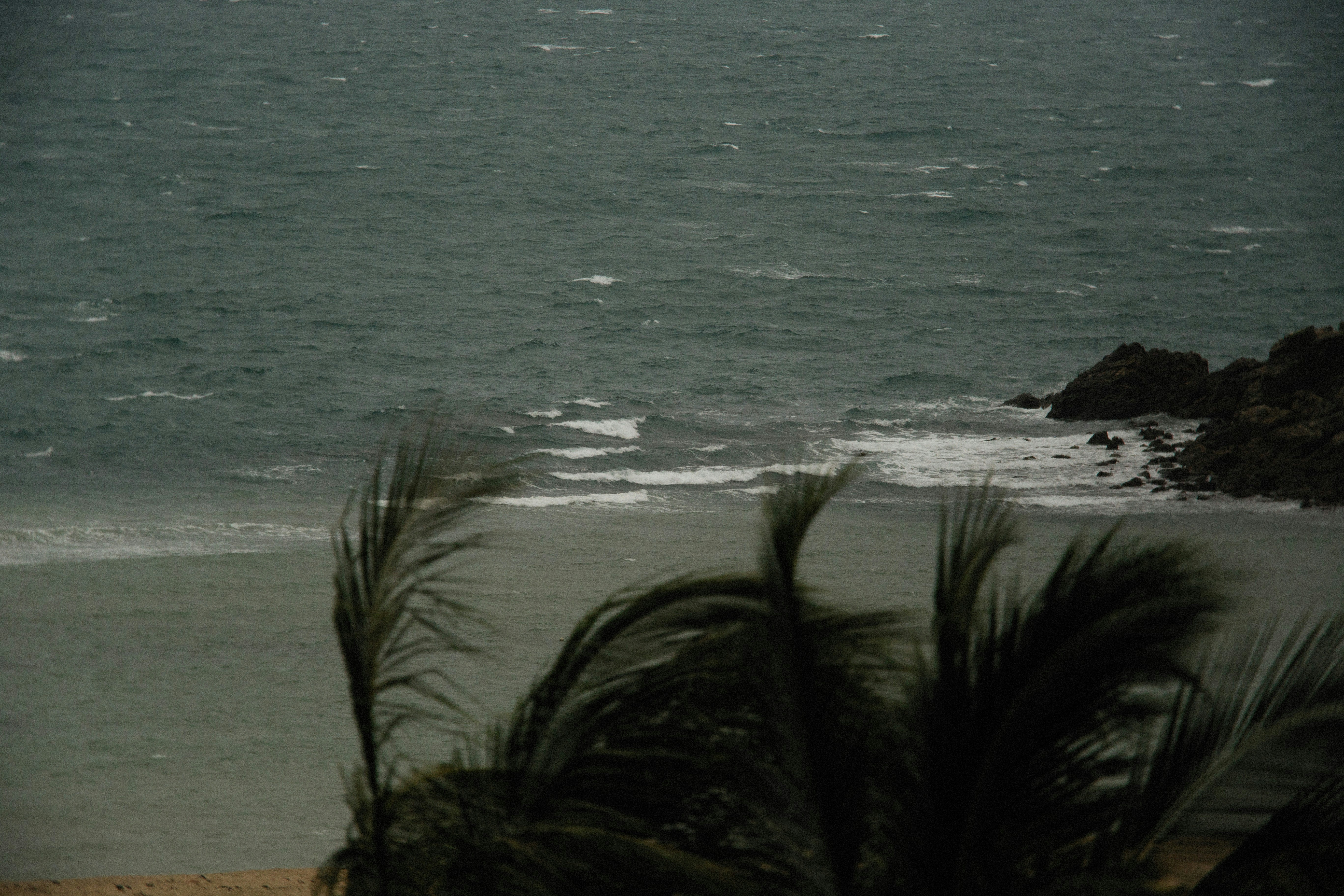 Wind-Kissed Shoreline with Swaying Palms