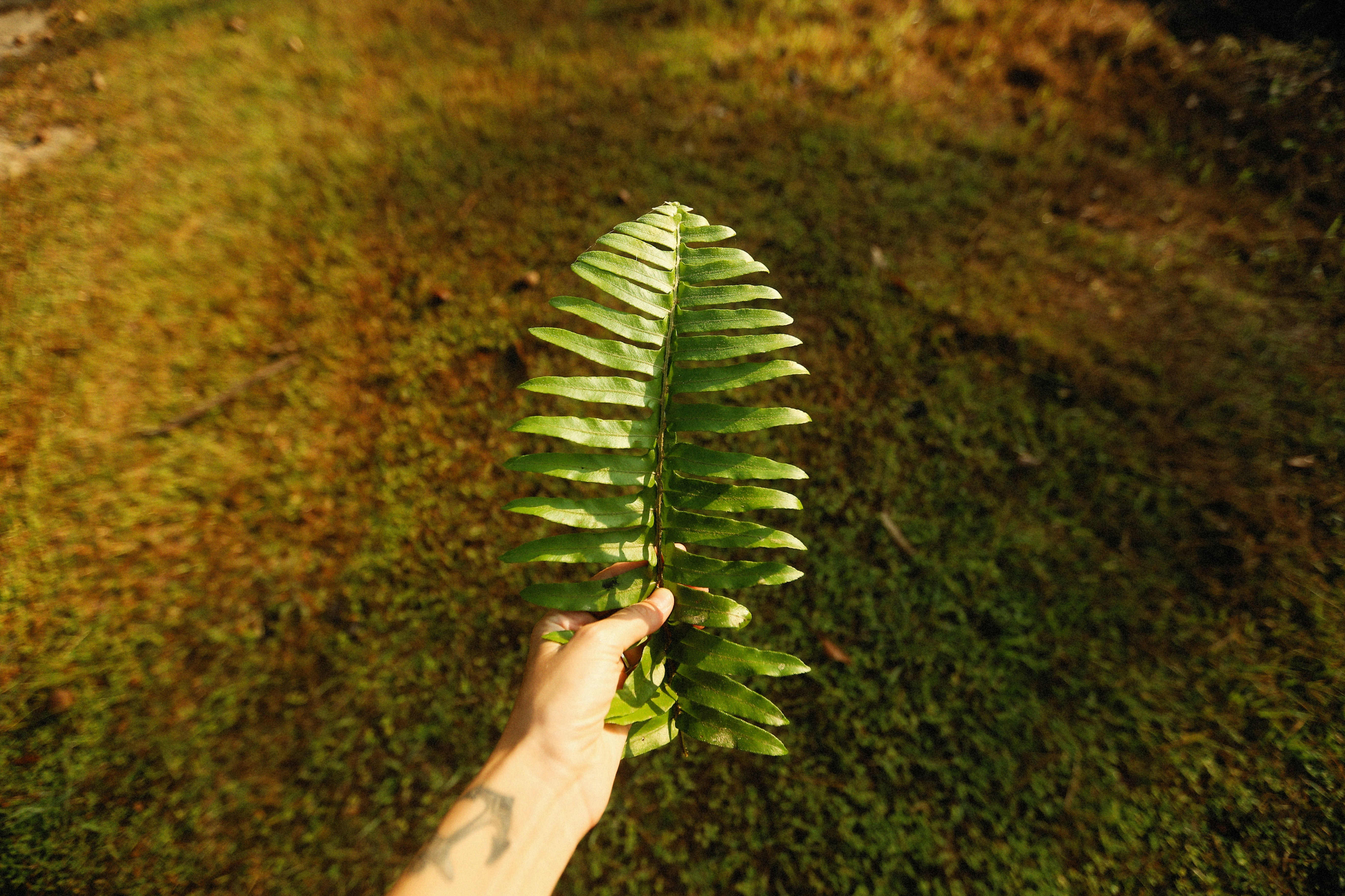 Leafy Clutch: A Hand Holds a Fern in a Mossy Green Garden
