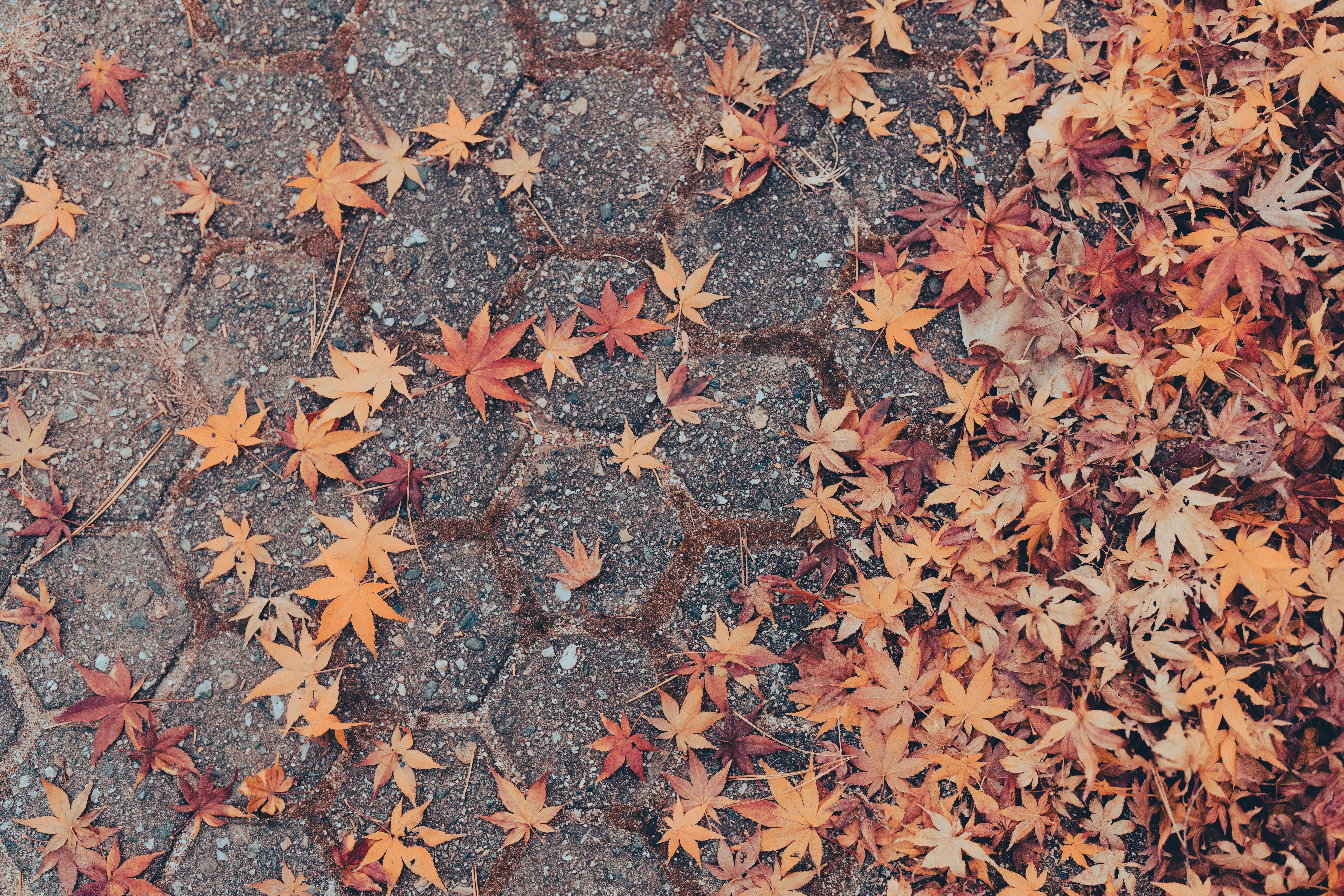 Autumn maple leaves scattered across a hexagonal cobblestone surface.