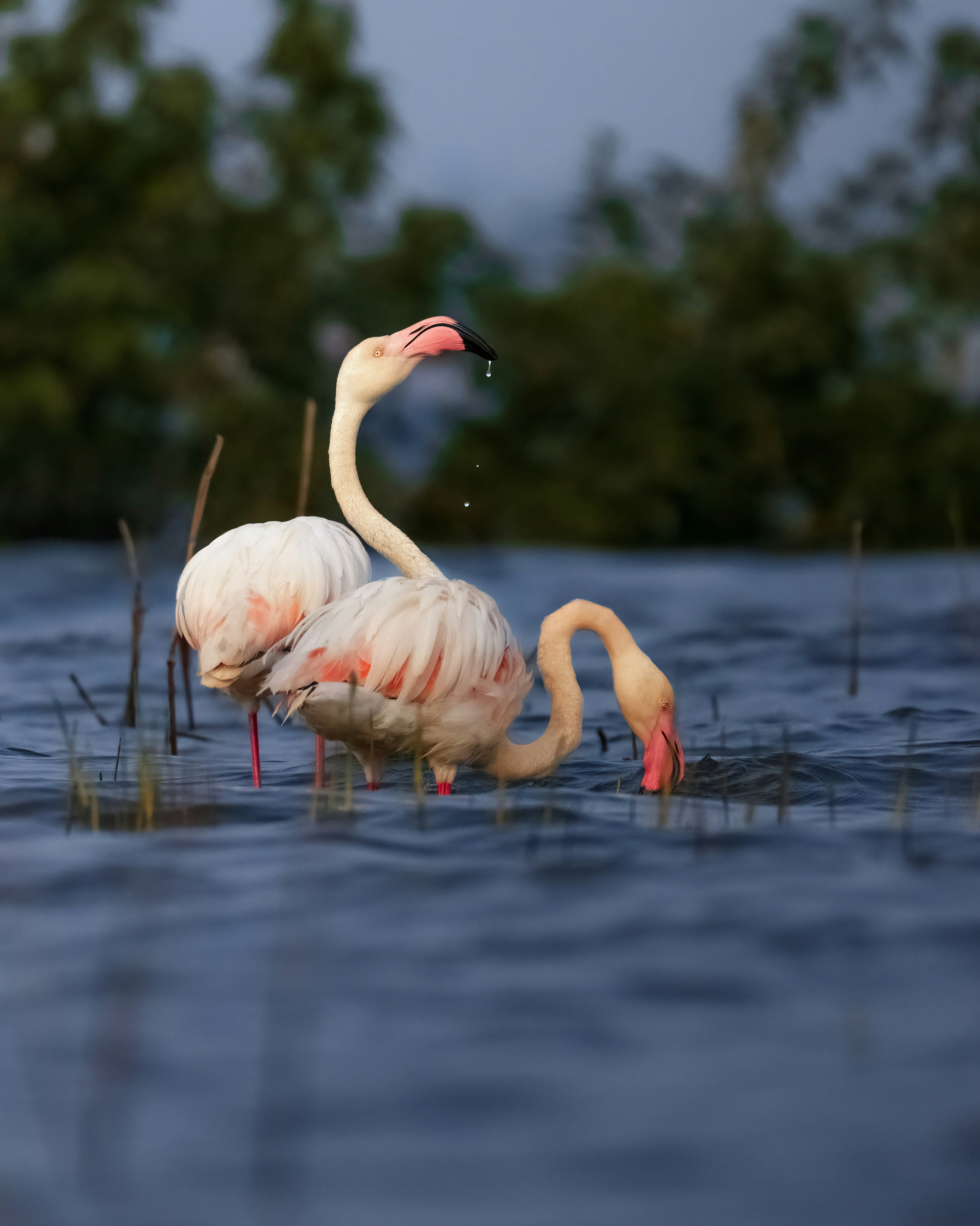 Graceful Flamingos in a Quiet Wetland Streak