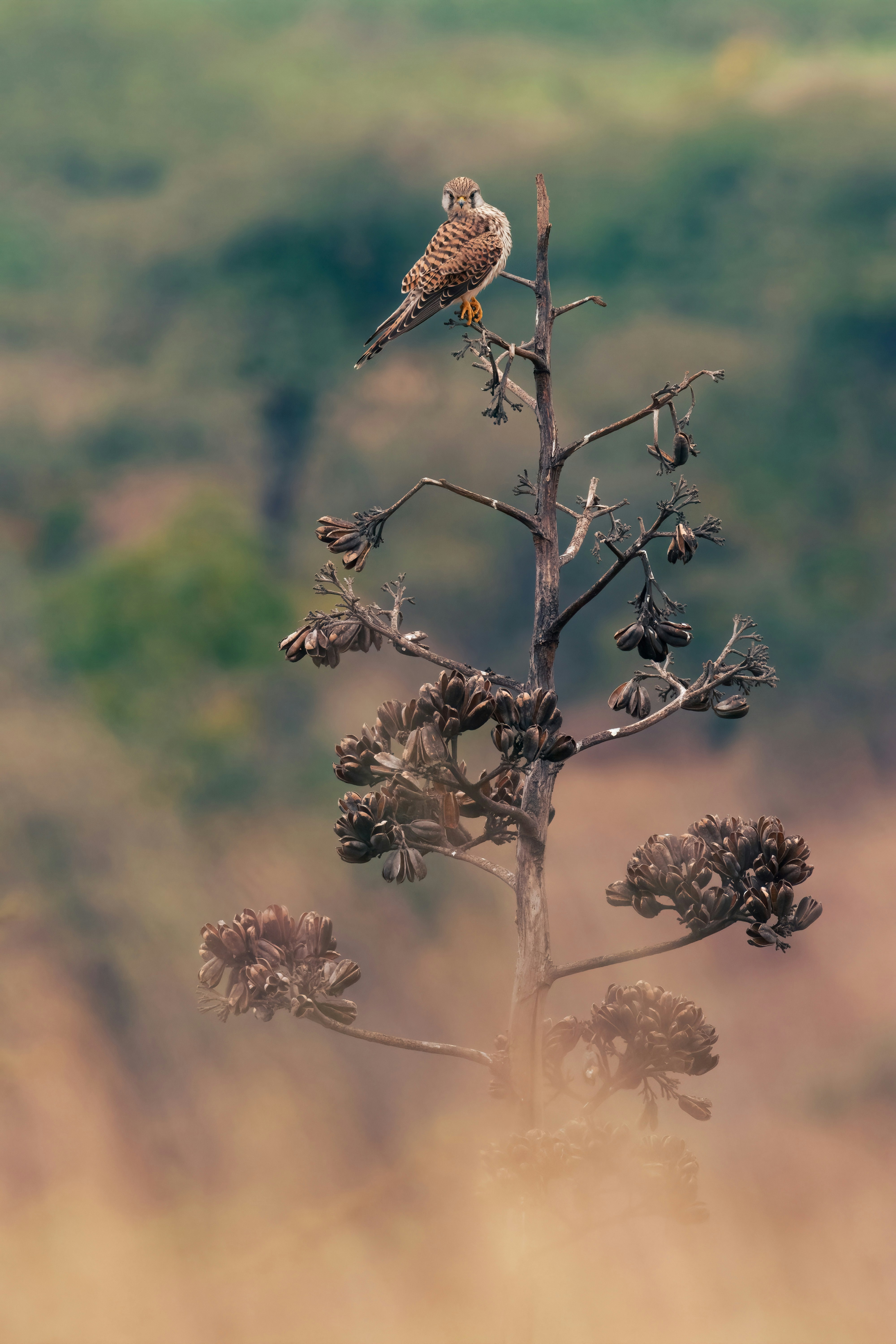 Kestrel Perch: A Lone Falcon on a Weathered Branch in a Hazy Meadow