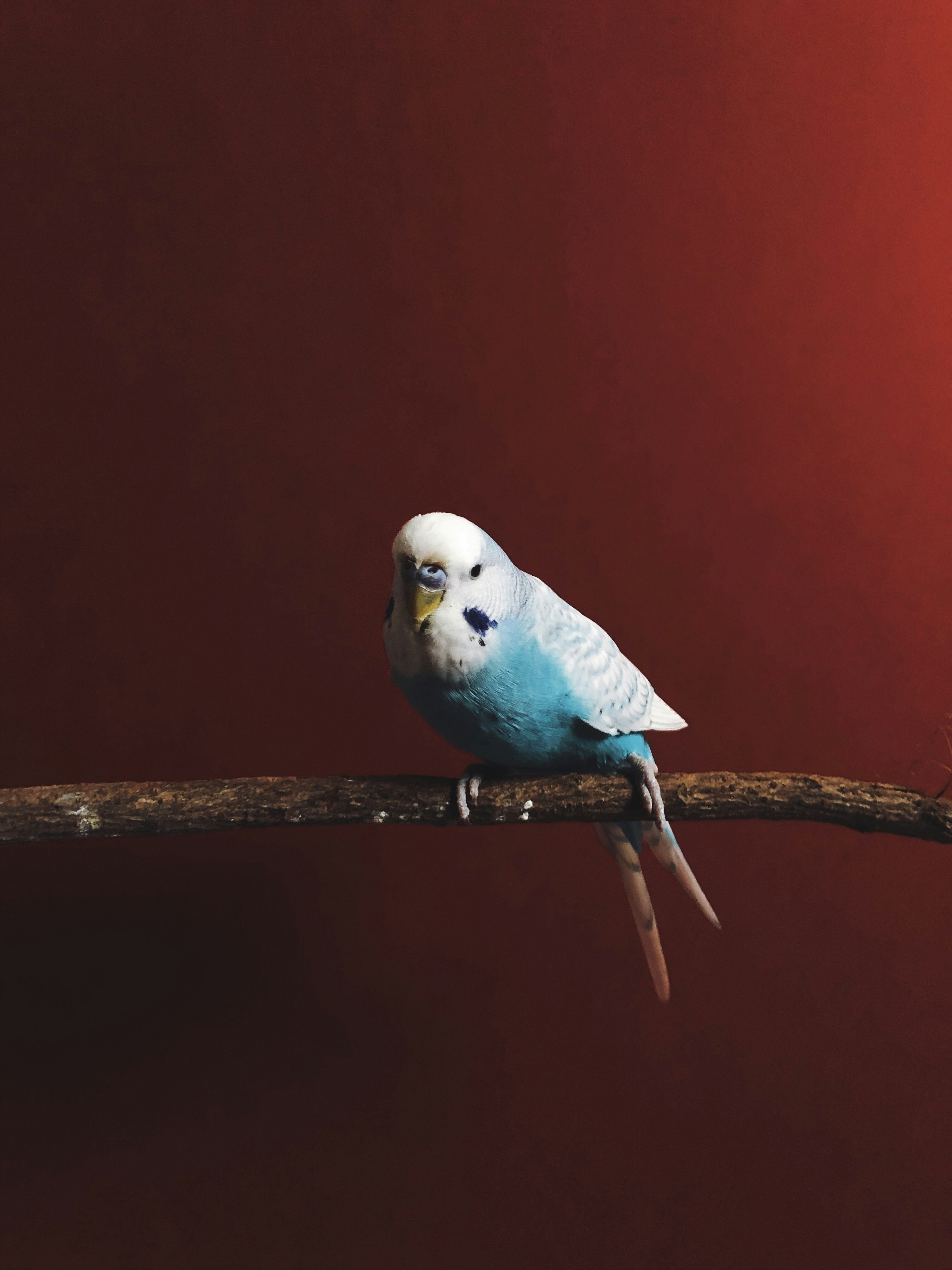 A blue budgerigar perched on a branch, showcasing its vibrant plumage against a deep red background.