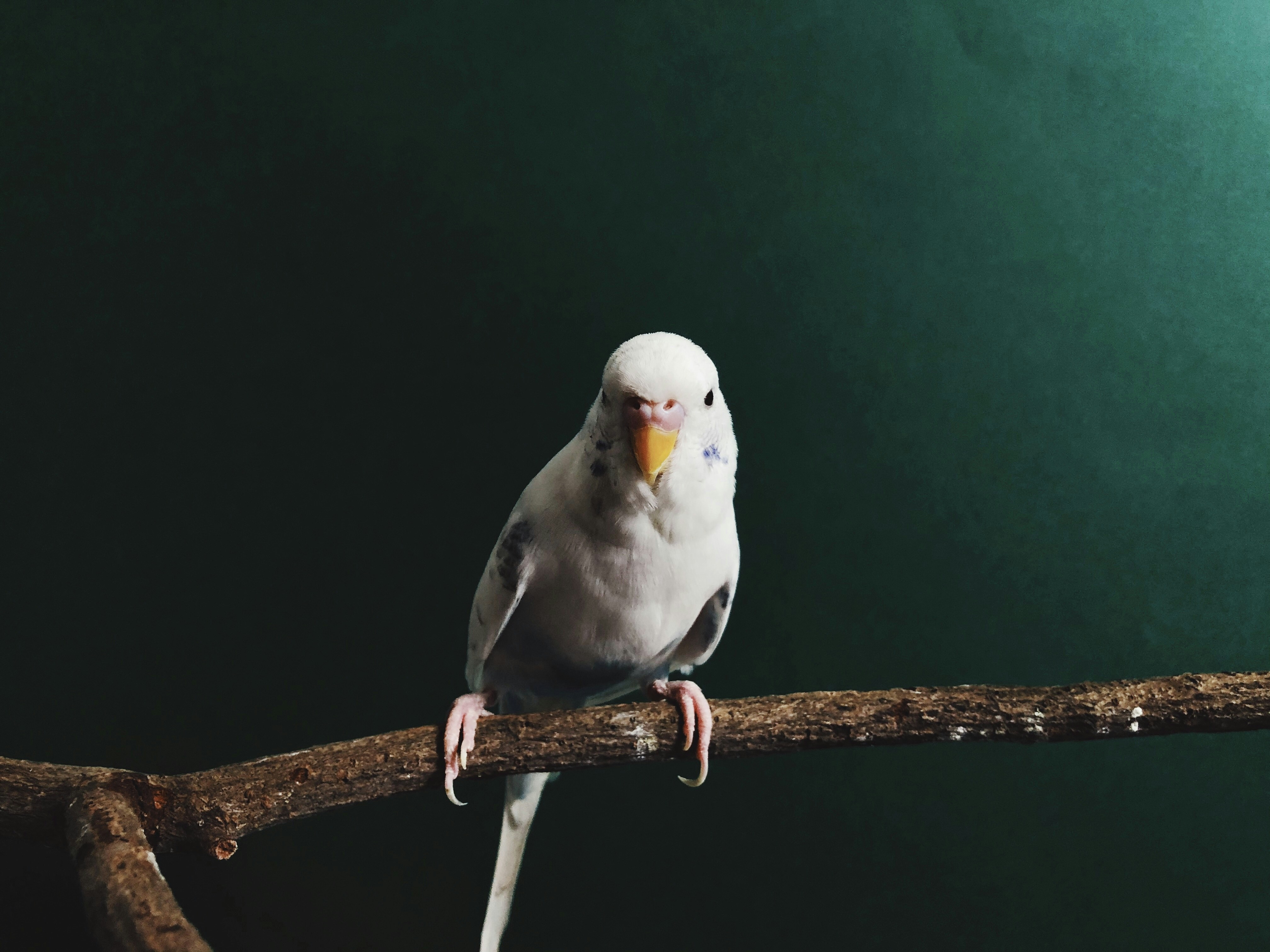 A budgerigar perched on a branch against a deep green backdrop, showcasing its vibrant colors and curious expression.