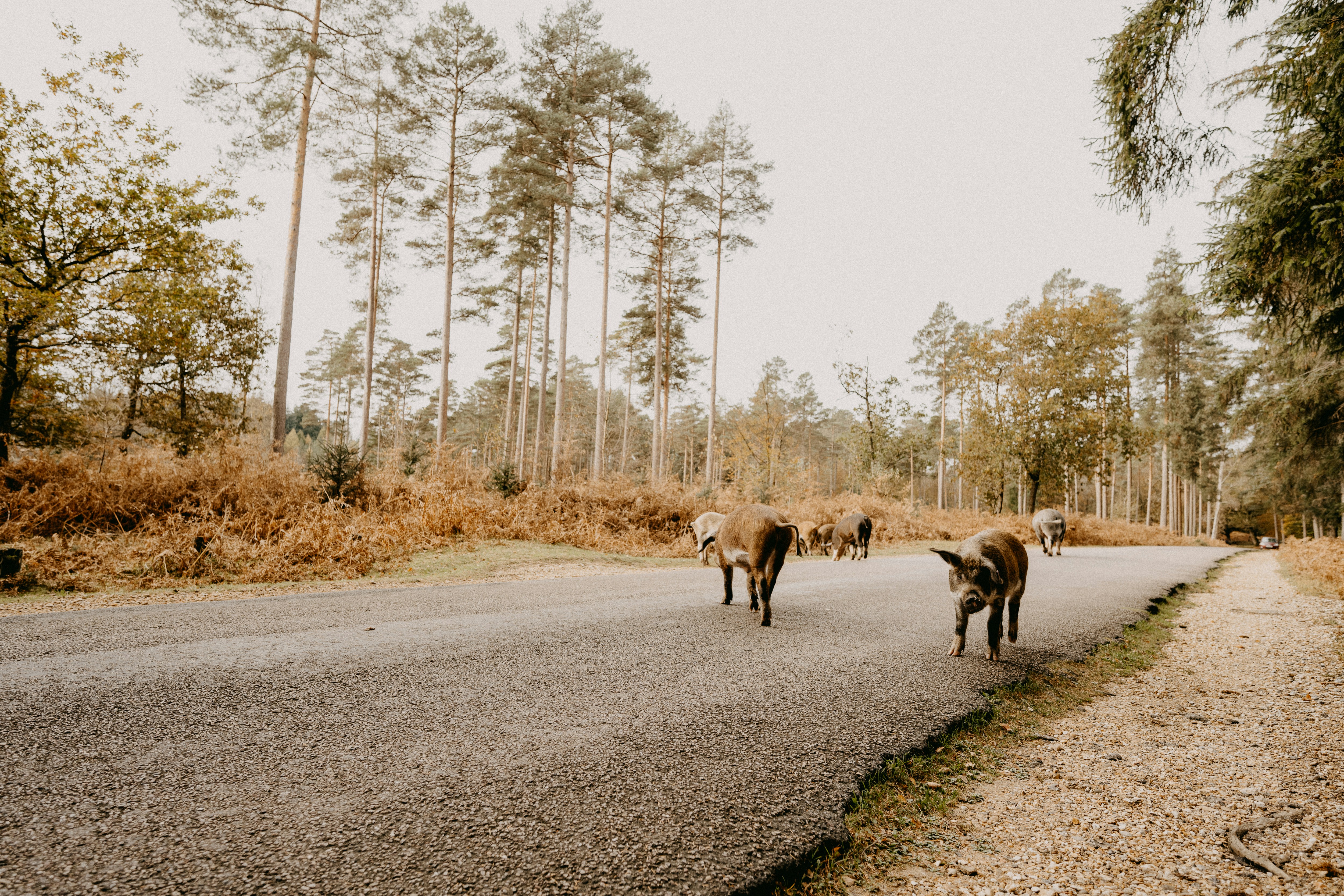 a group of cows crossing a road in the woods