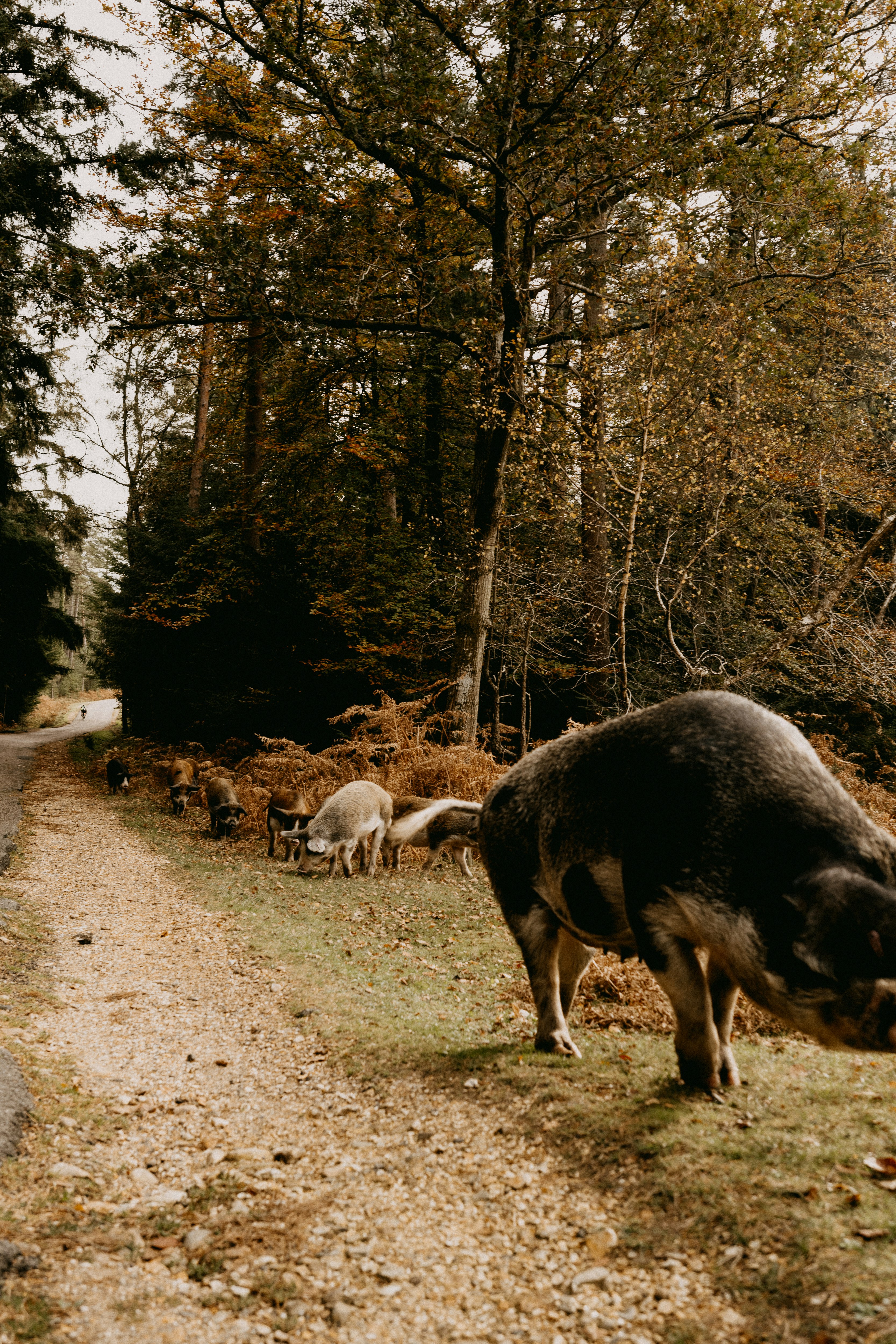 a herd of animals grazing on a grass covered field