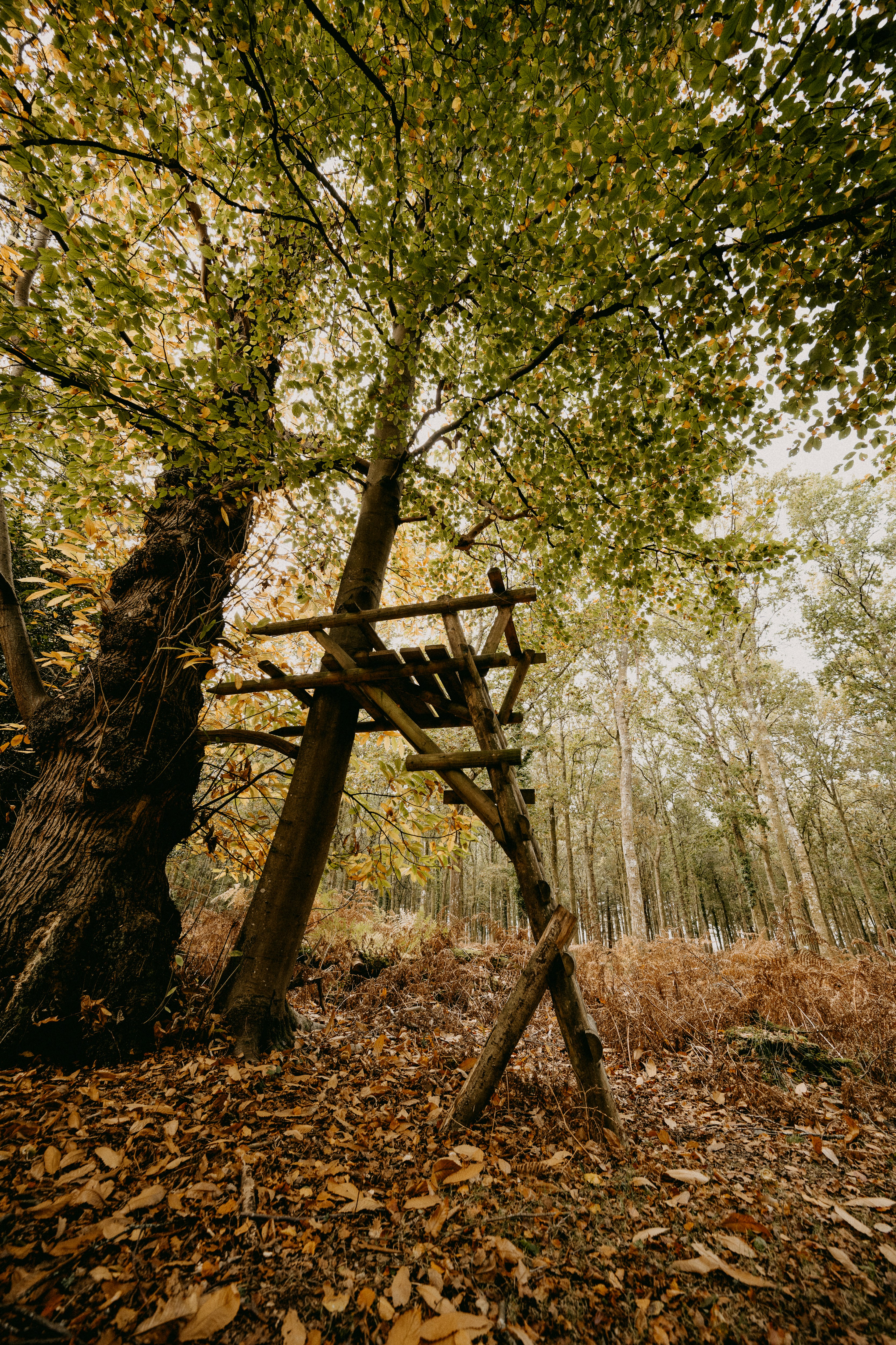 Wooden lookout platform perched among vibrant autumn foliage, surrounded by a tranquil forest setting. Leaves carpet the ground, enhancing the serene atmosphere.