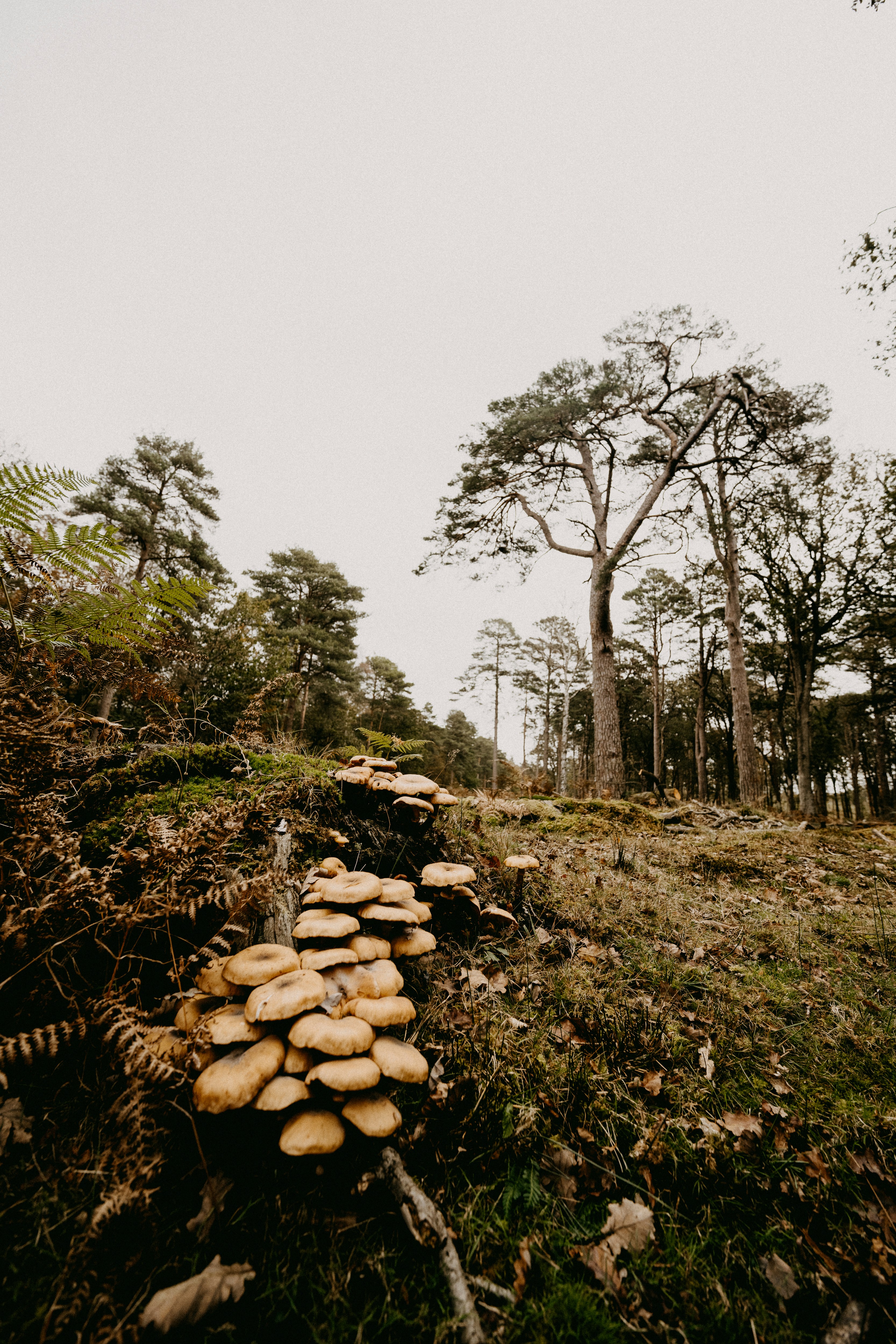 Fungal Staircase on a Mossy Forest Slope