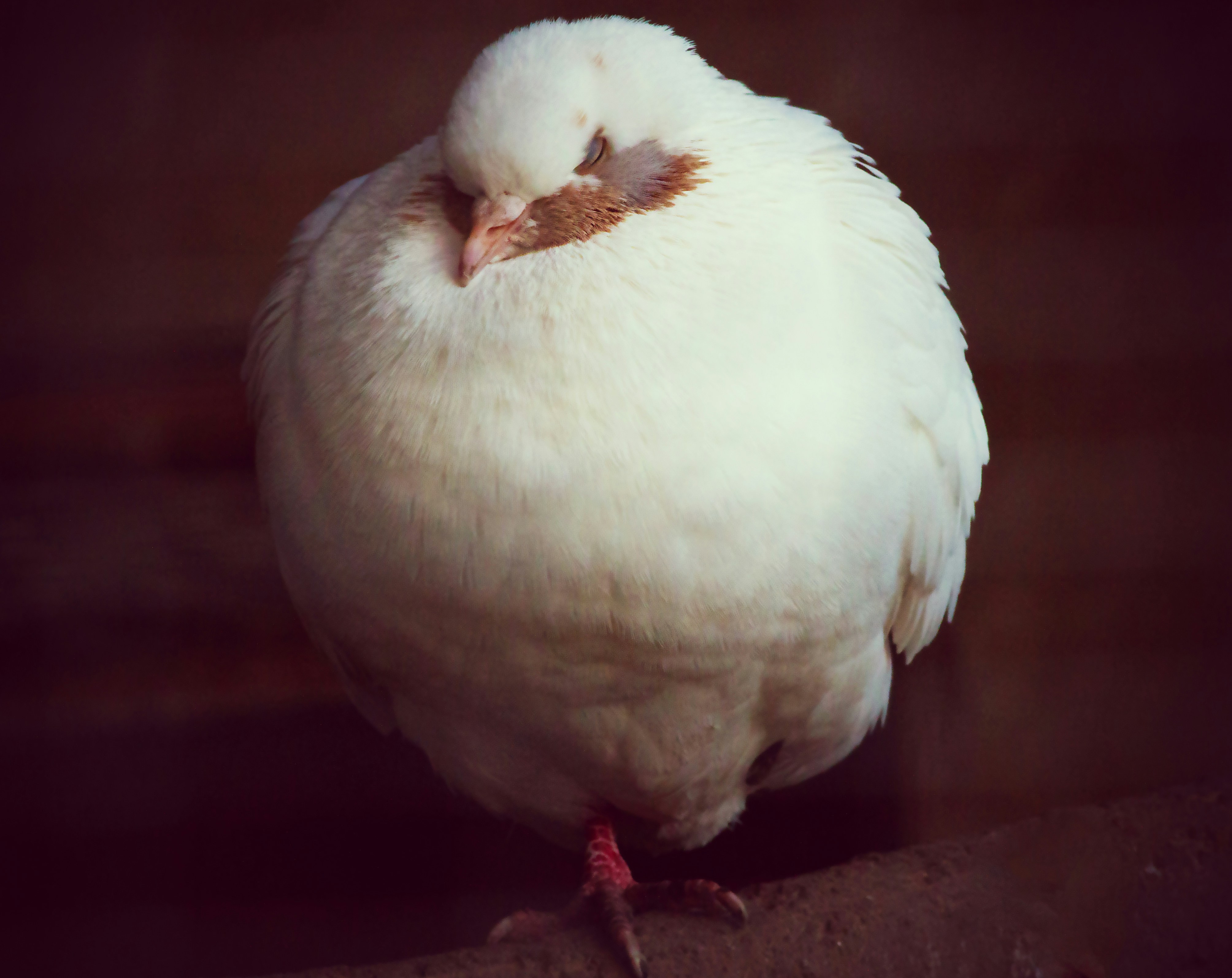 Snowy Dove in Quiet Reverie on a Weathered Rail
