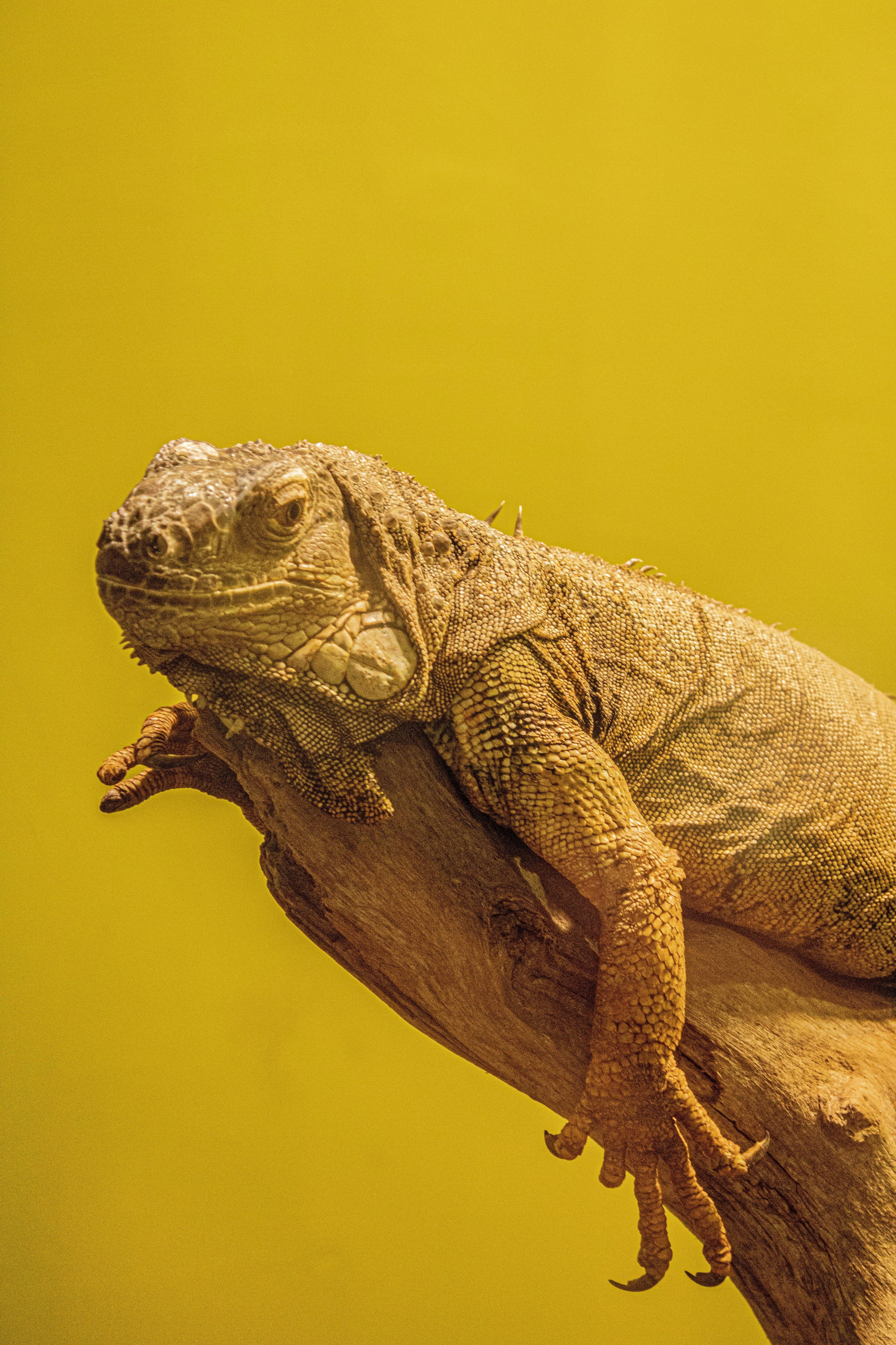 Desert Guardian: A Iguana Perched on a Weathered Branch