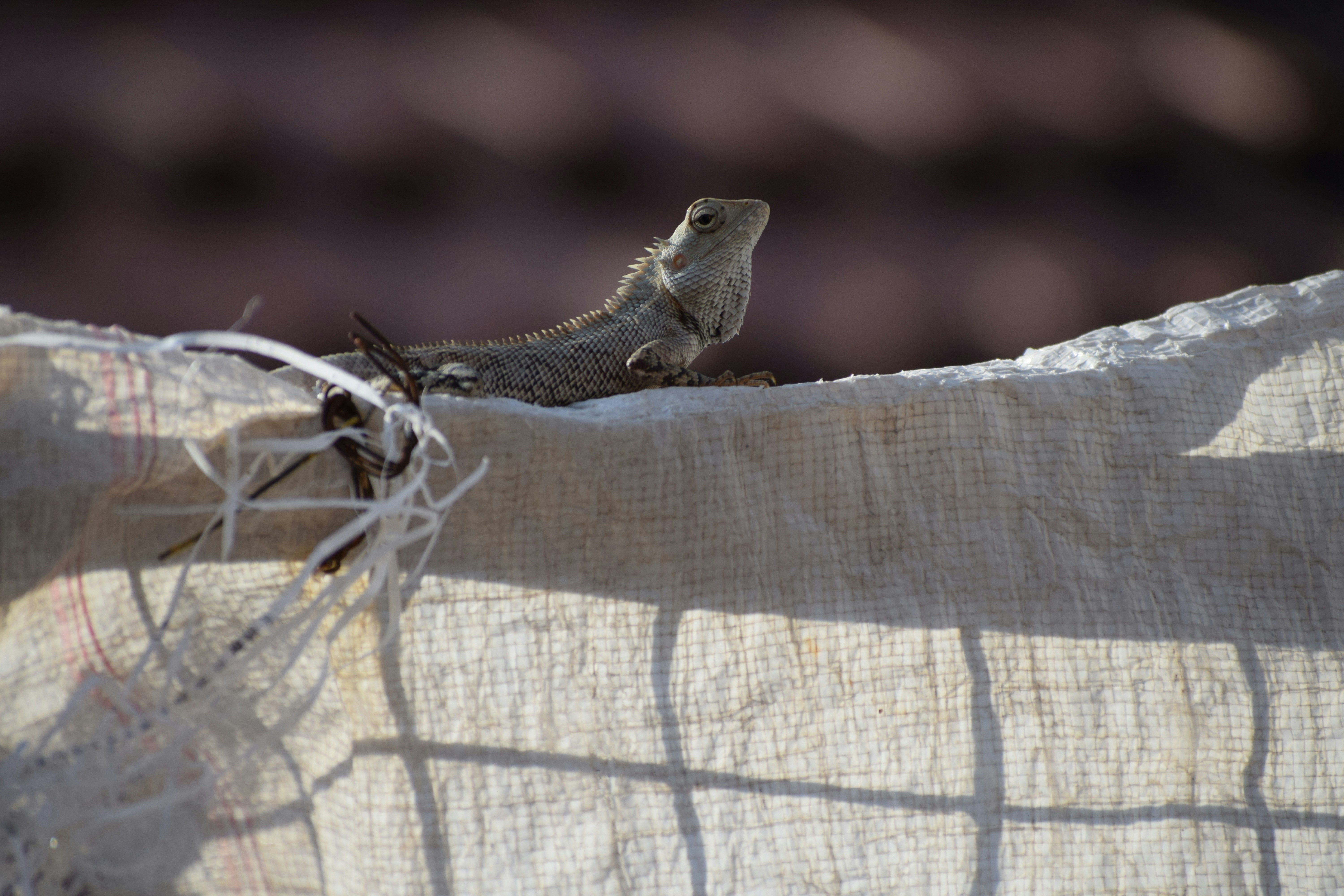 Lizard on sunlit canvas framed by crosshatched shadows