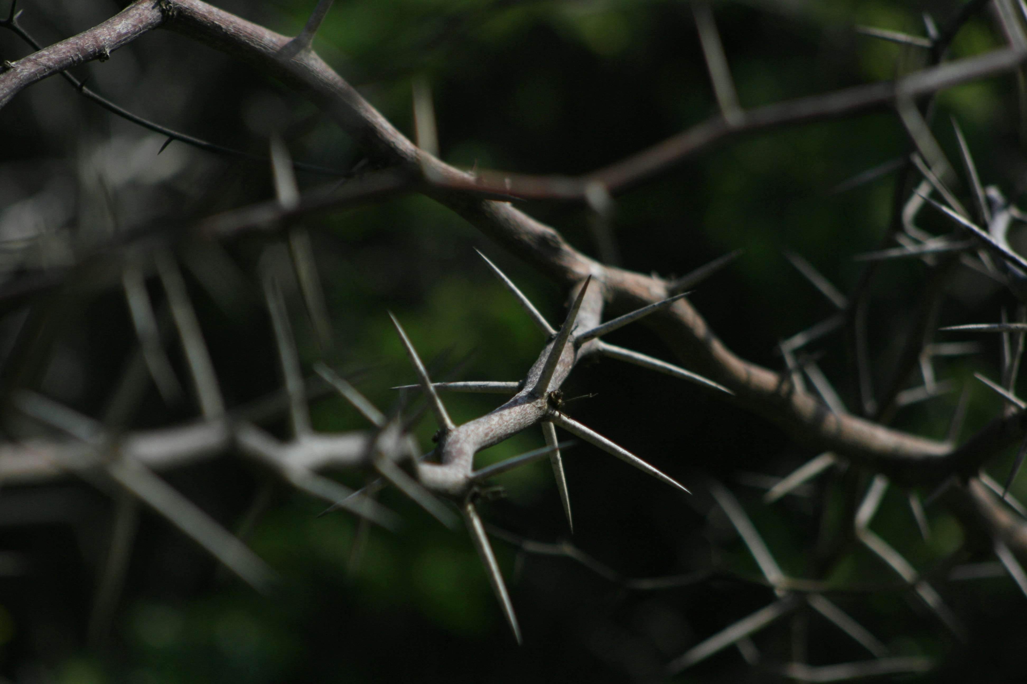 Close-up of thorny branches against a blurred green background, highlighting nature's defensive structures.