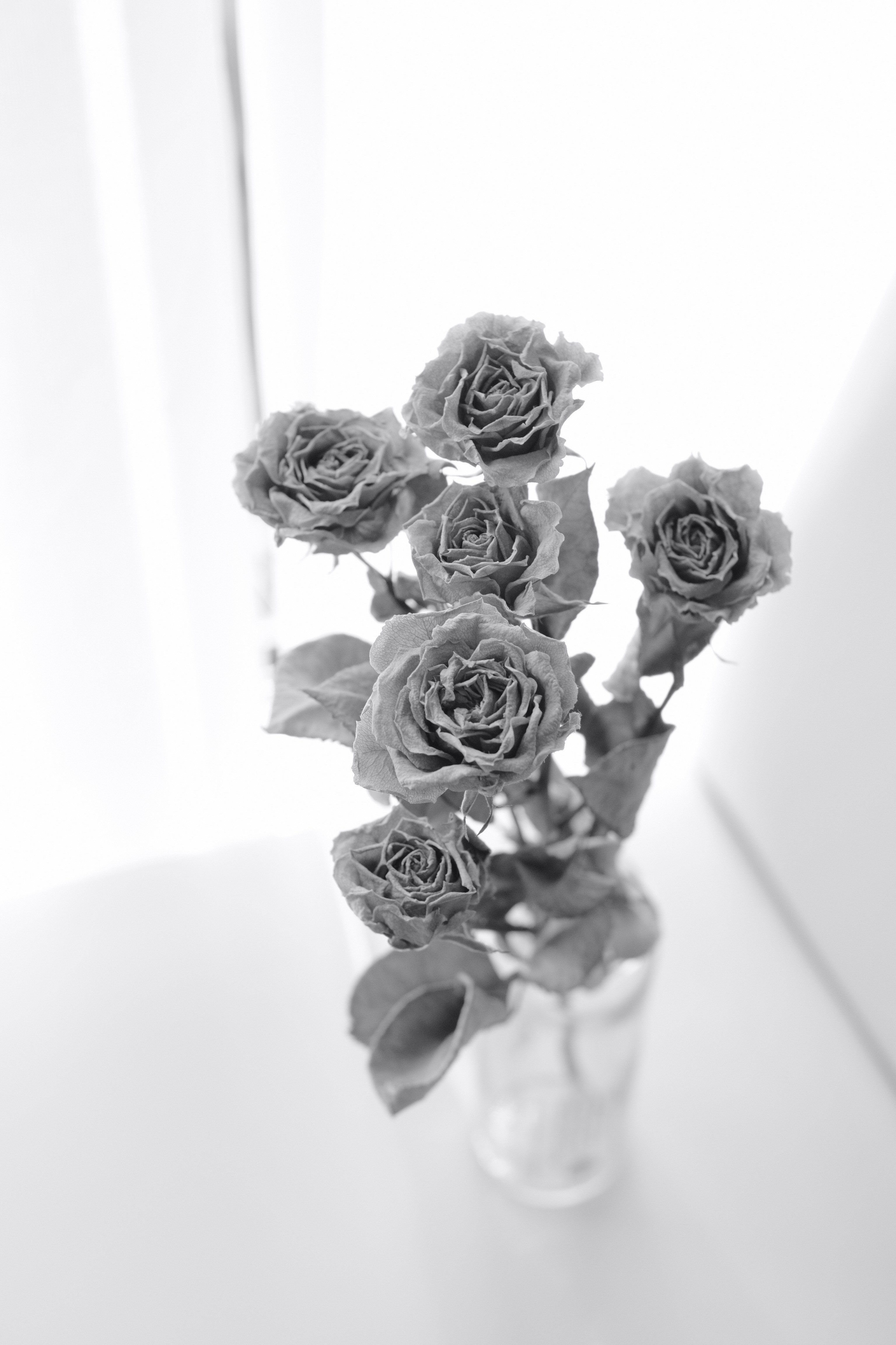 Whispers in White: A Bouquet of Quiet Roses