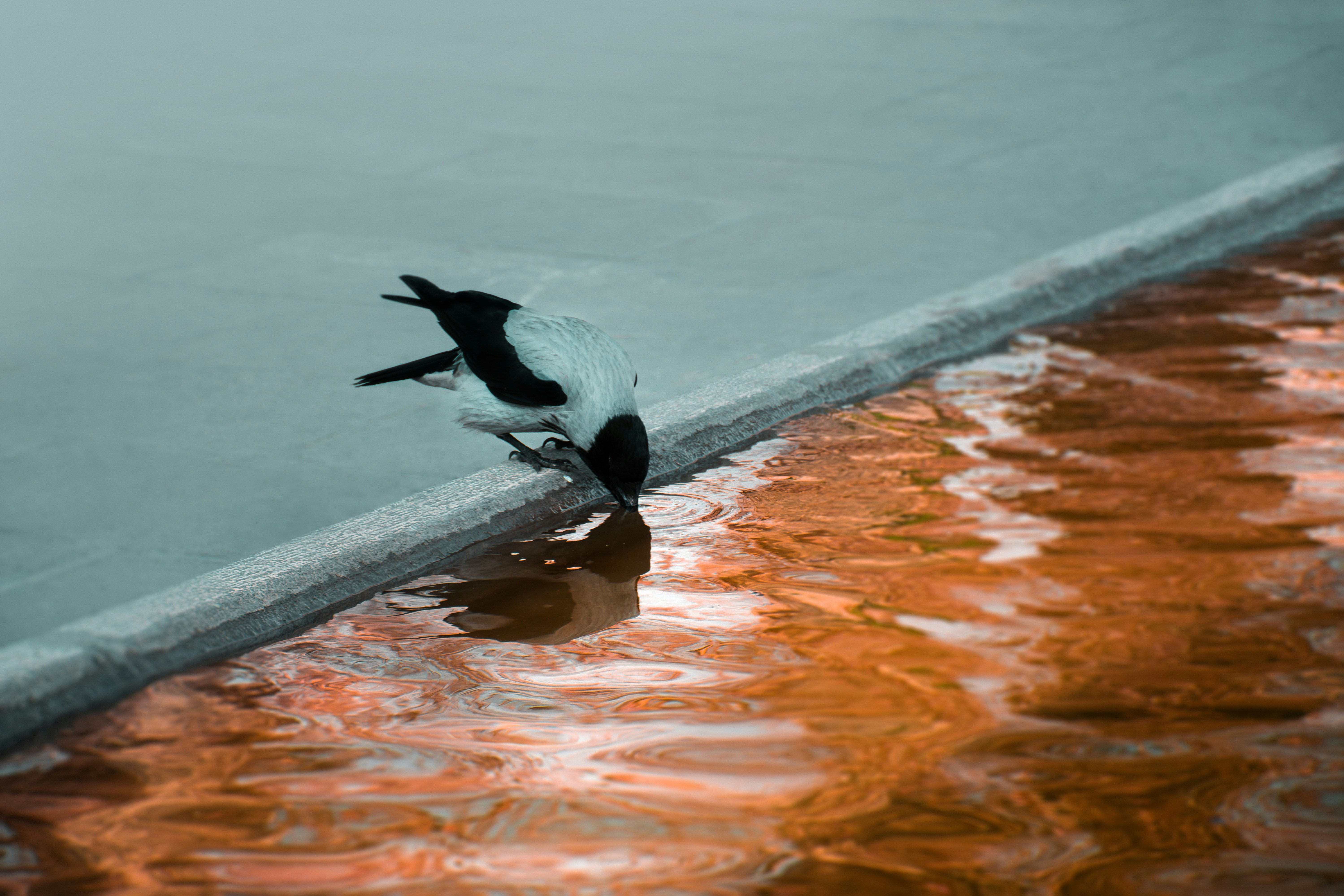 Dipping Glide: A Pied Gull Skims the Pool Edge