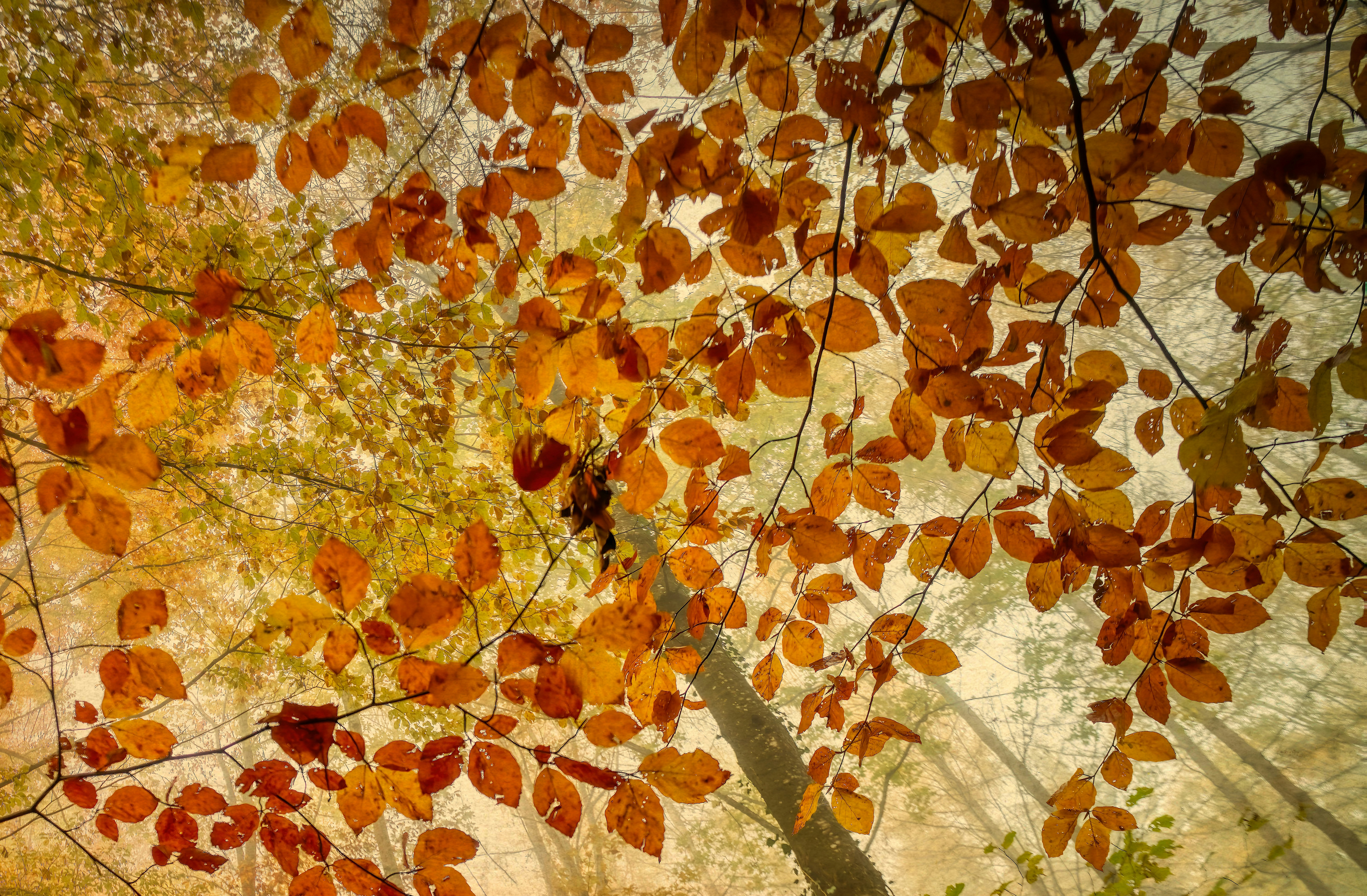 Golden and amber leaves create a vibrant canopy overhead, filtered sunlight illuminating the scene. The tranquil atmosphere invites reflection.