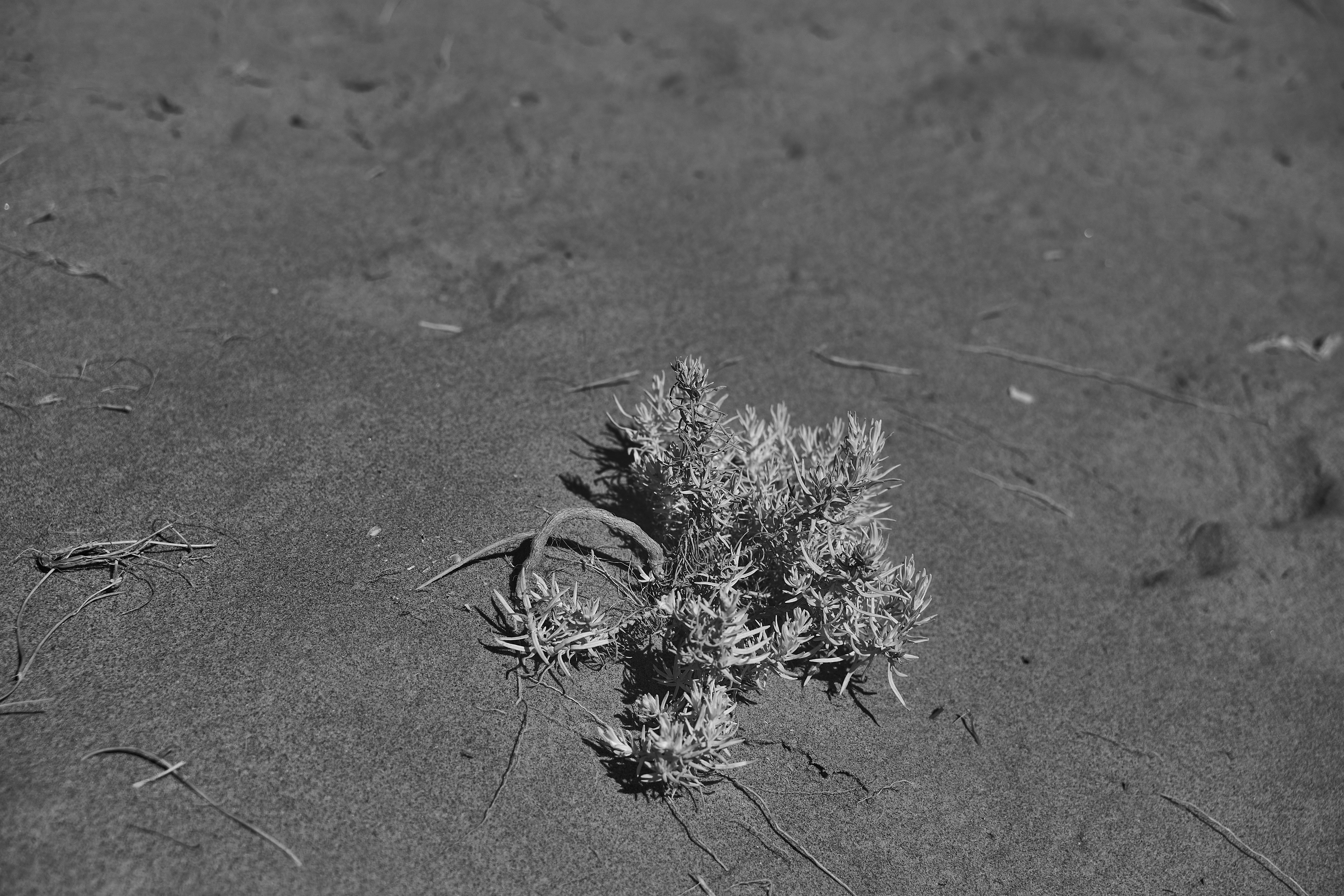 Lone dune shrub etched in grayscale on wind-swept sand