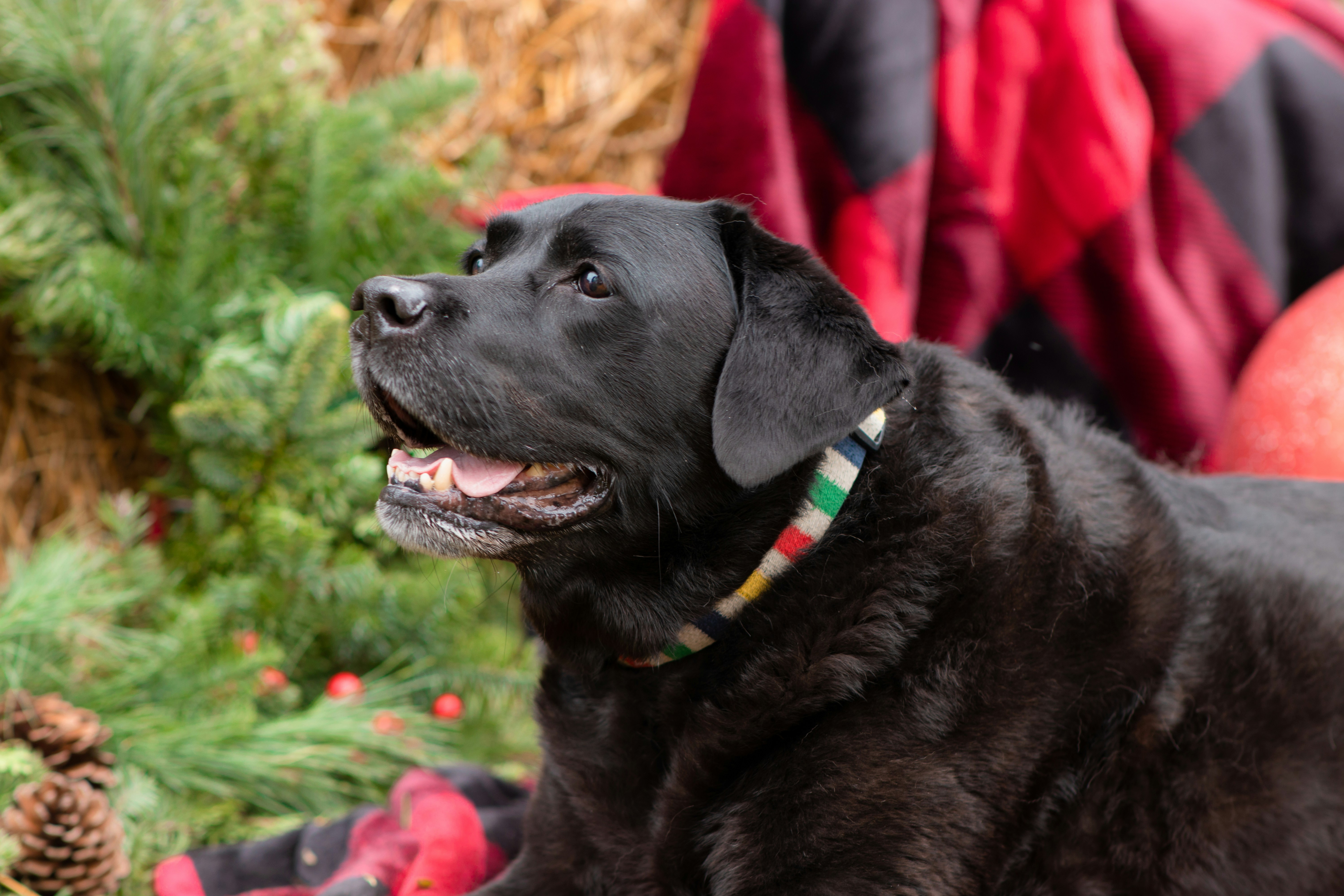Curious Black Lab Gazes Upward Among Plaid Backdrop and Pinecones
