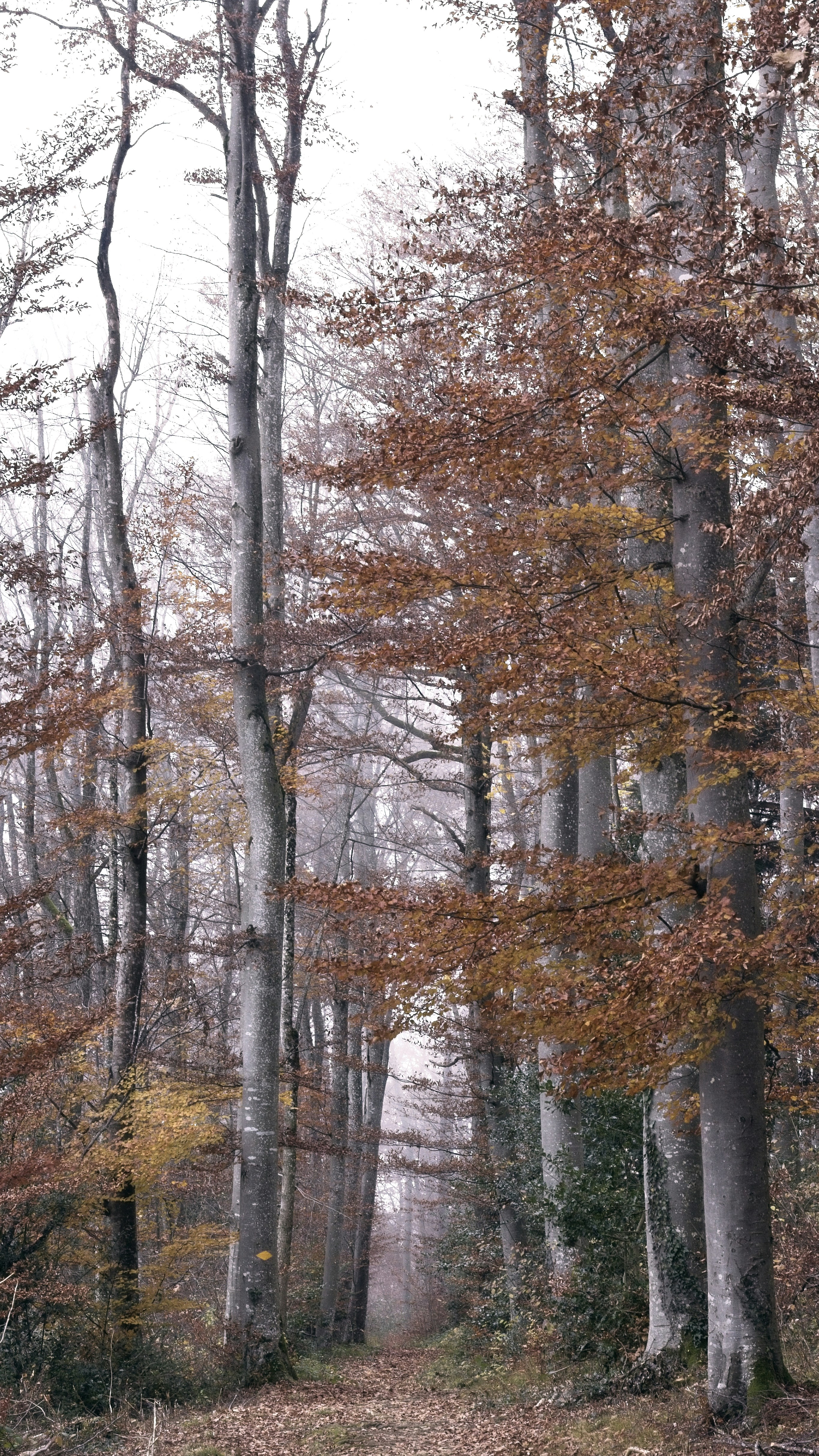 Fog-Wrapped Autumn Trail: A Quiet Forest Corridor