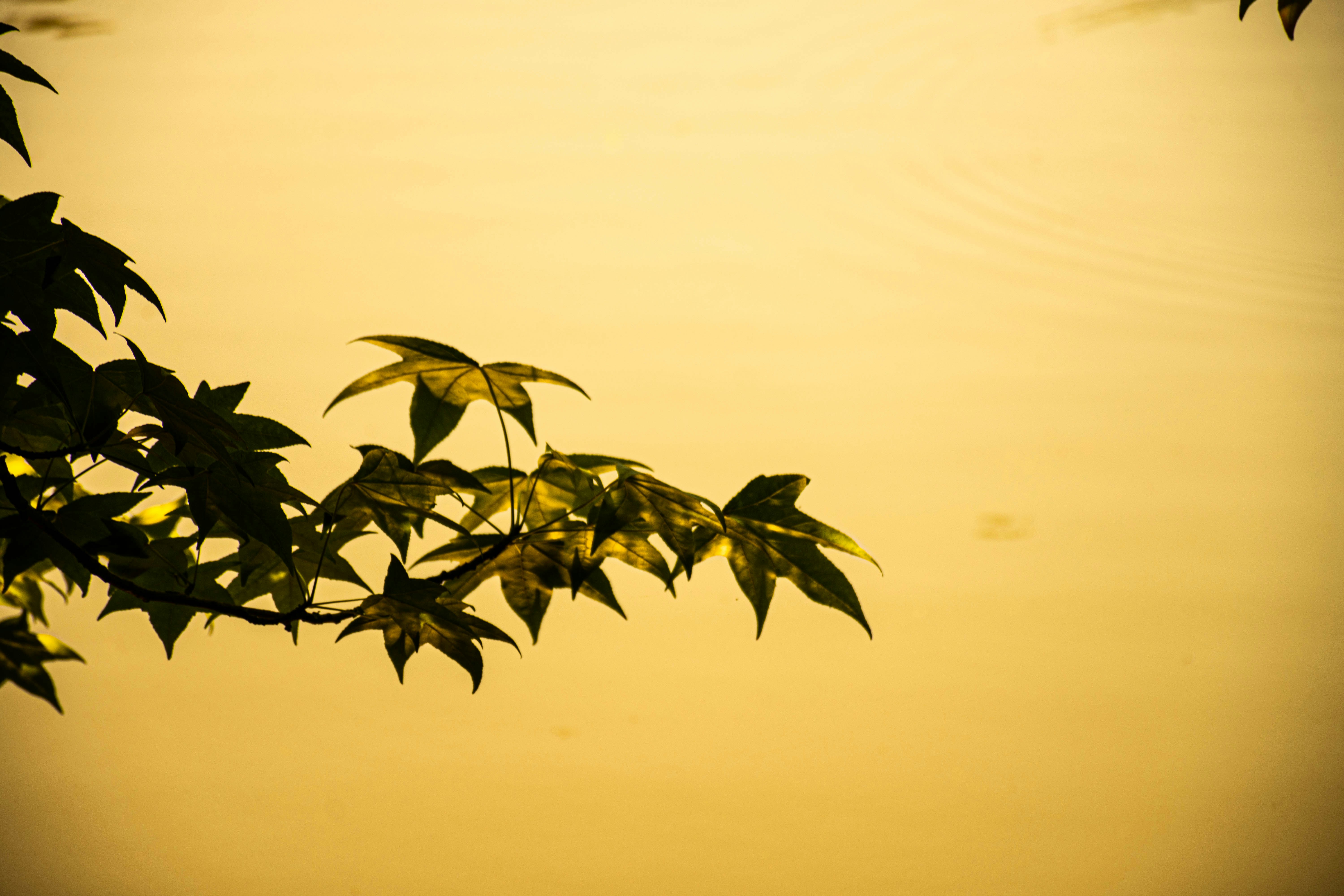 Golden Backlit Leaves: a Quiet Silhouette Along the Lake