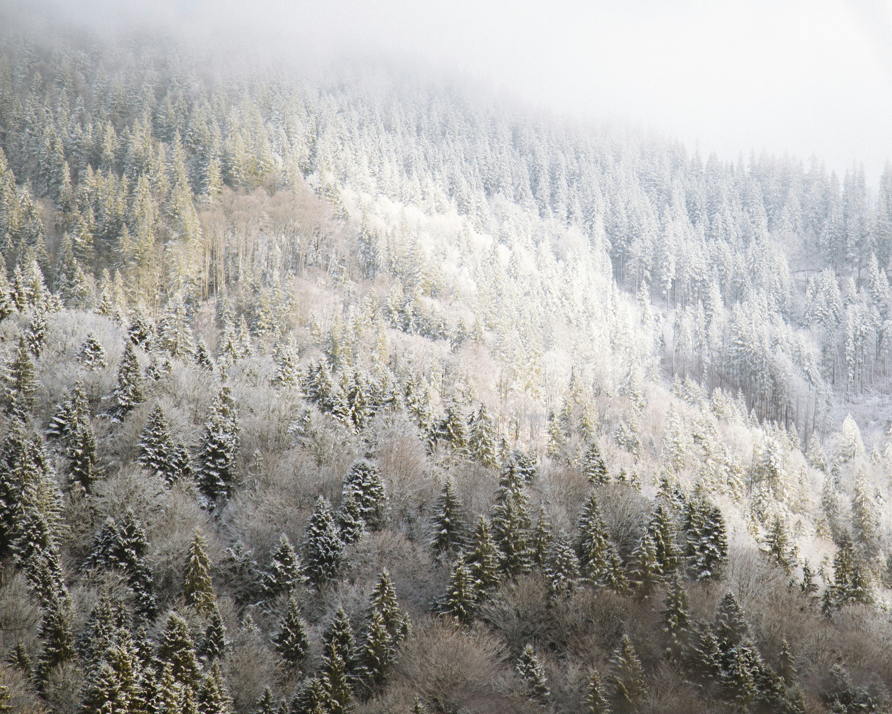 Una montaña cubierta de nieve con árboles cubiertos de nieve foto ...