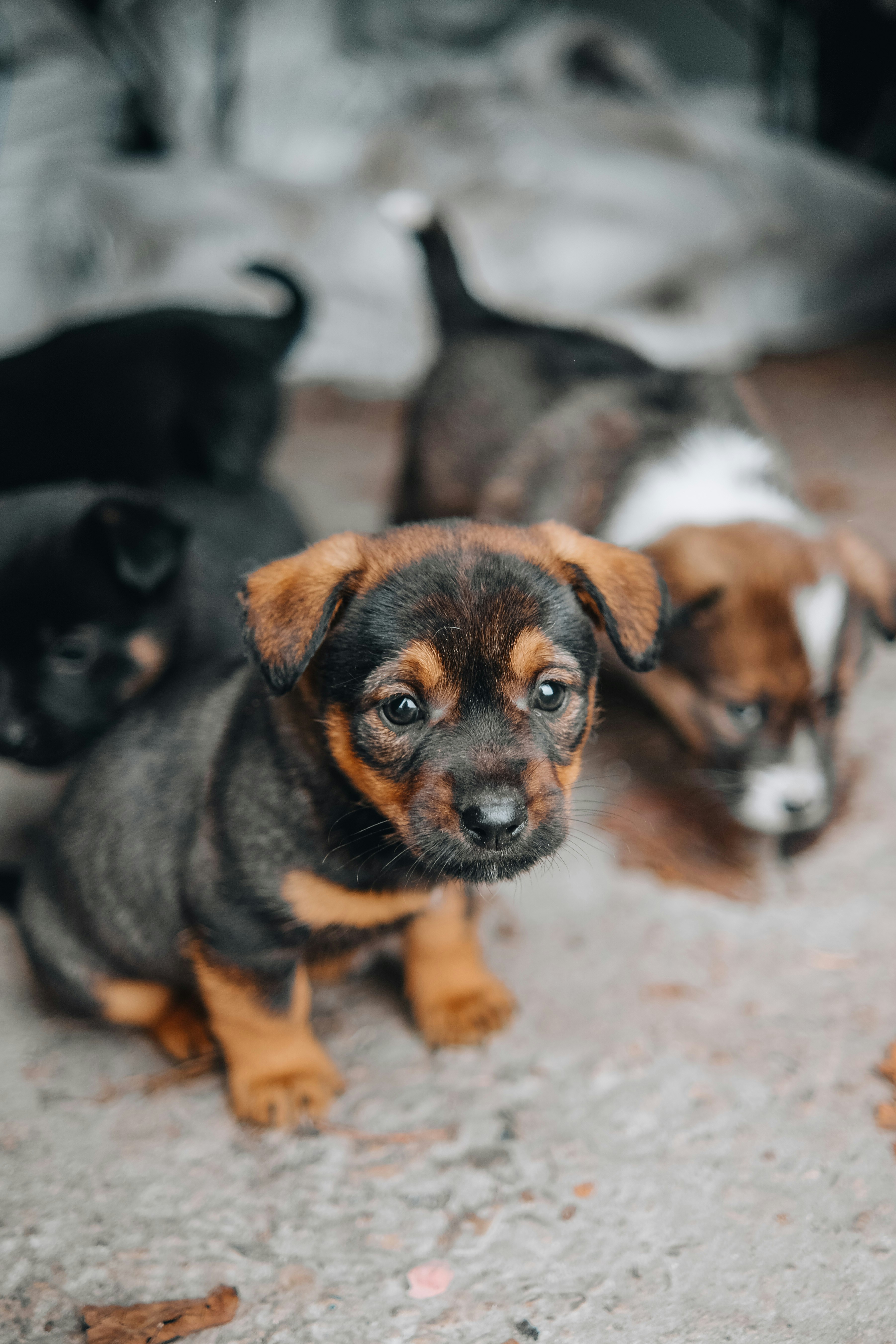 A group of small dogs standing next to each other photo – Free Puppy ...