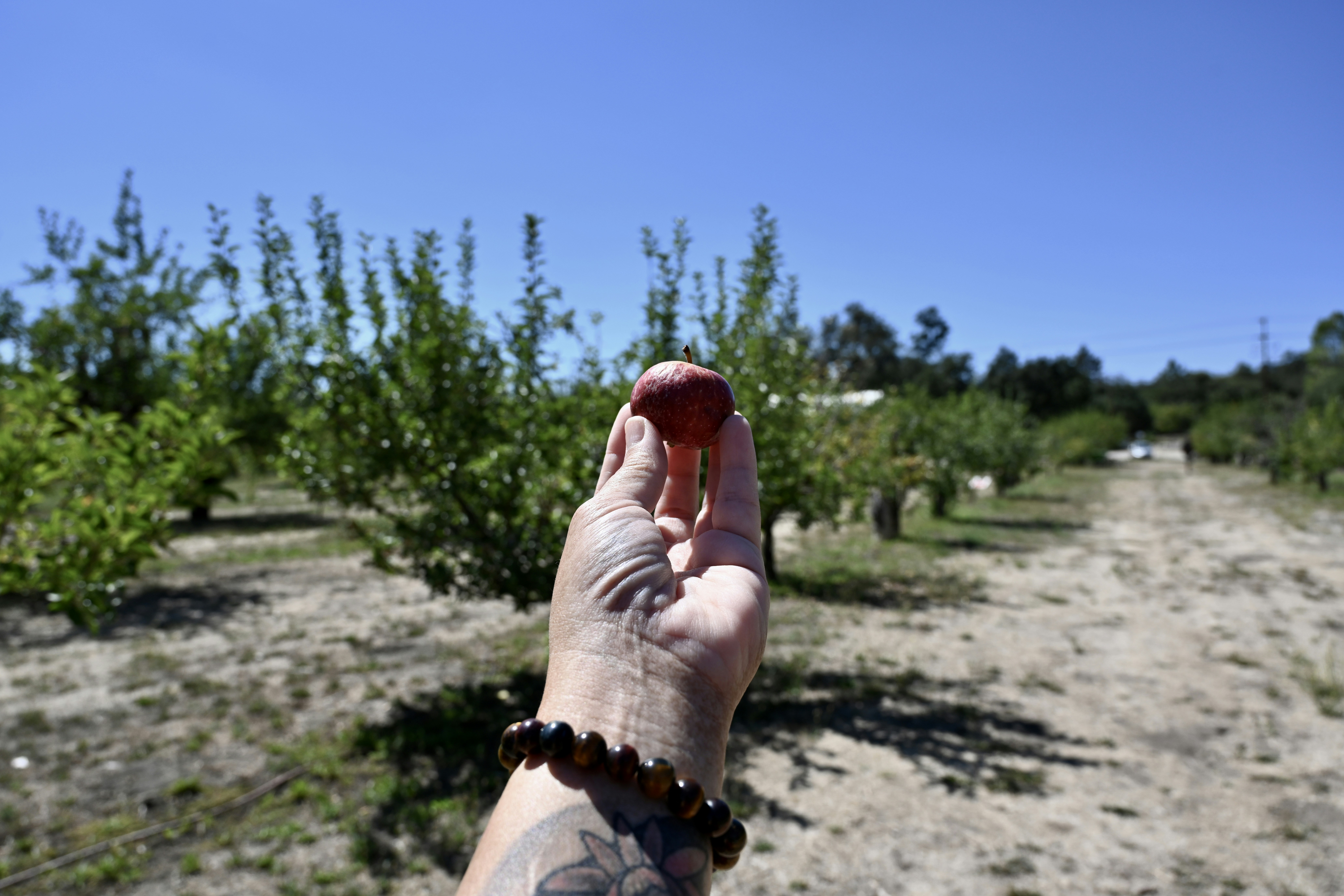 Hand holding a small apple in a sunlit orchard with rows of trees under a clear blue sky.