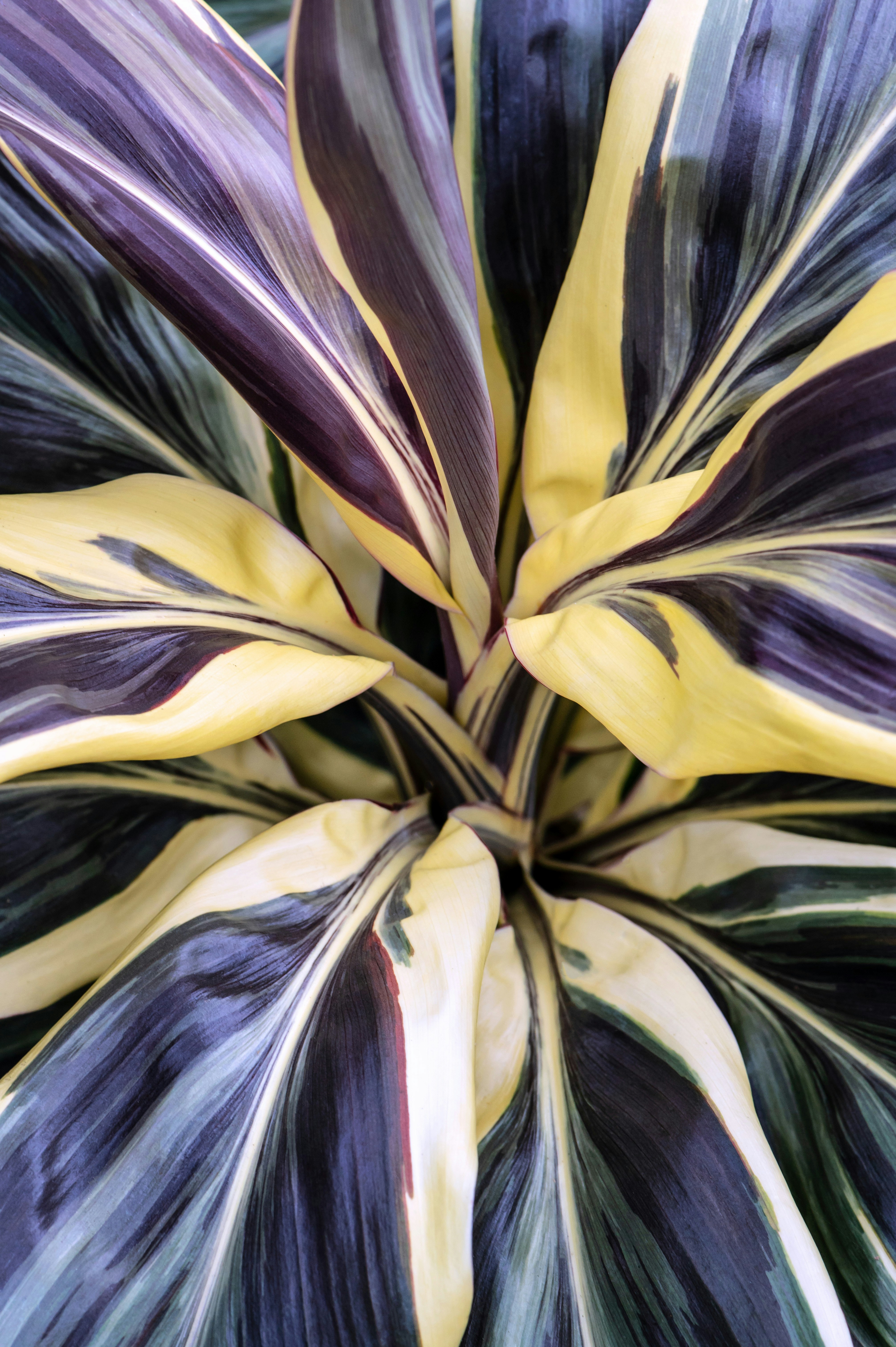 Convergence of Variegated Leaves: A Yellow-Edge Spiral in Purple-Green