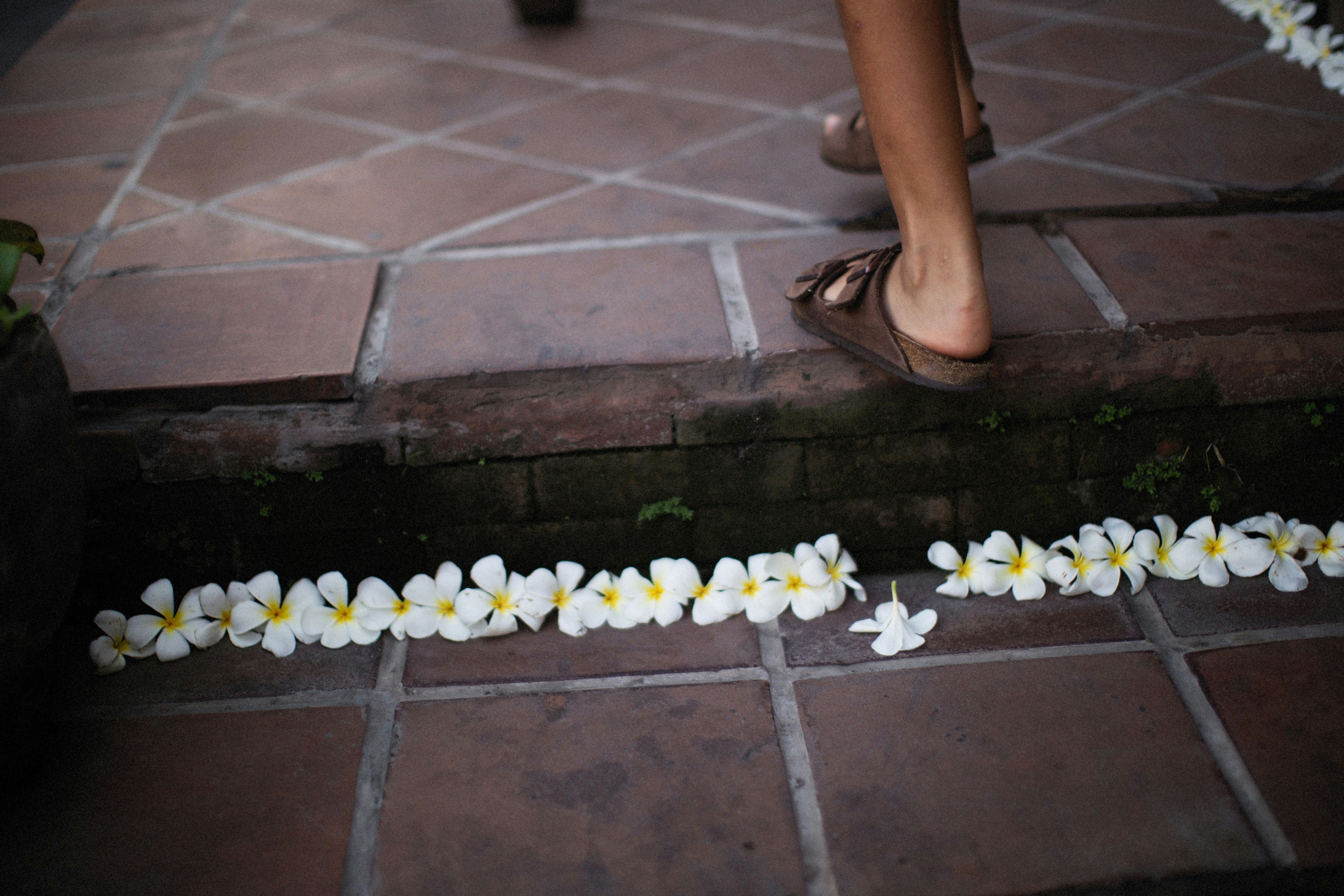 A foot in brown sandals steps over a pathway adorned with white and yellow plumeria flowers, creating a serene atmosphere.