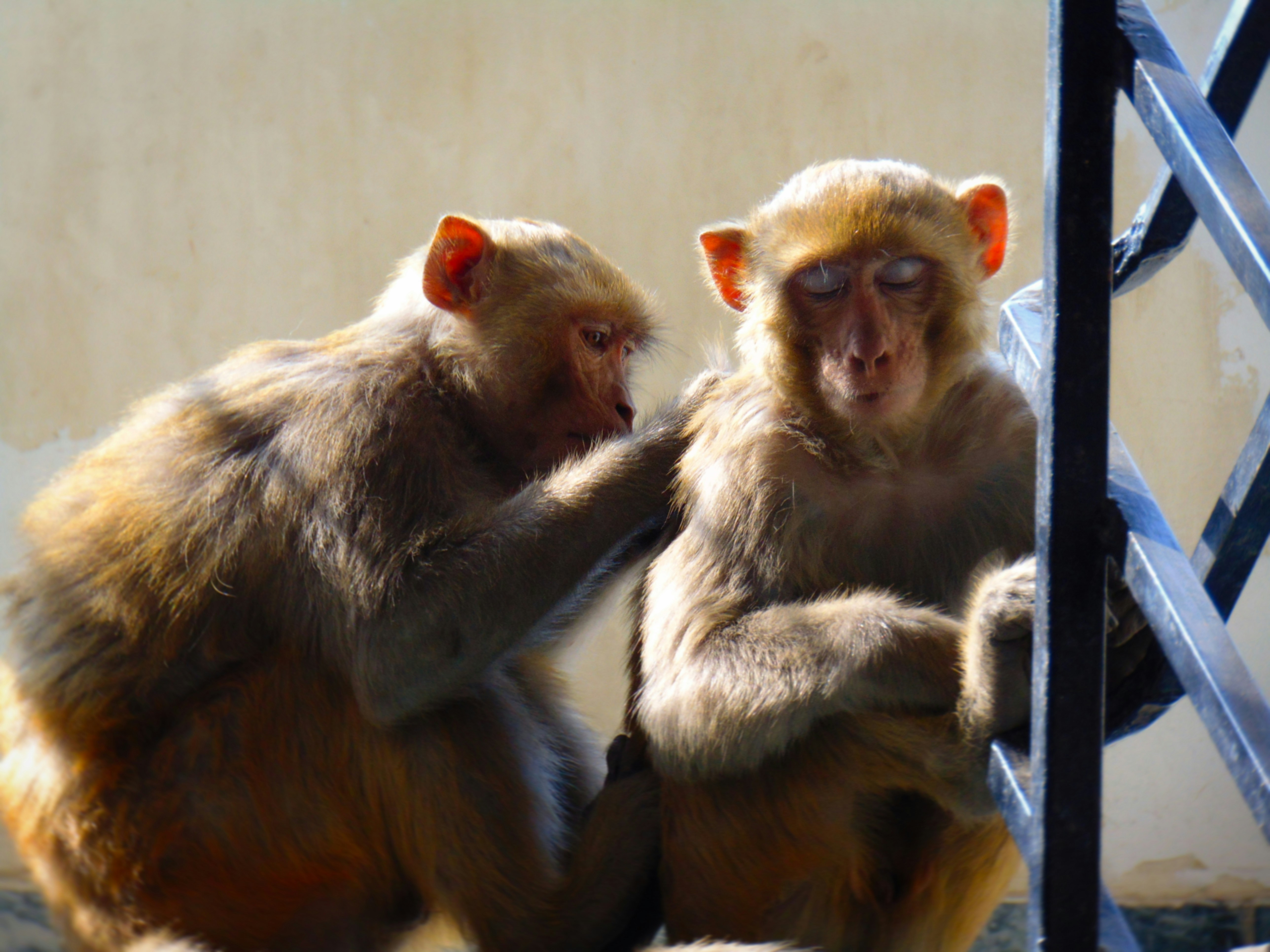 Two monkeys grooming each other, showcasing a tender moment of social bonding. The background is softly blurred, emphasizing their interaction.