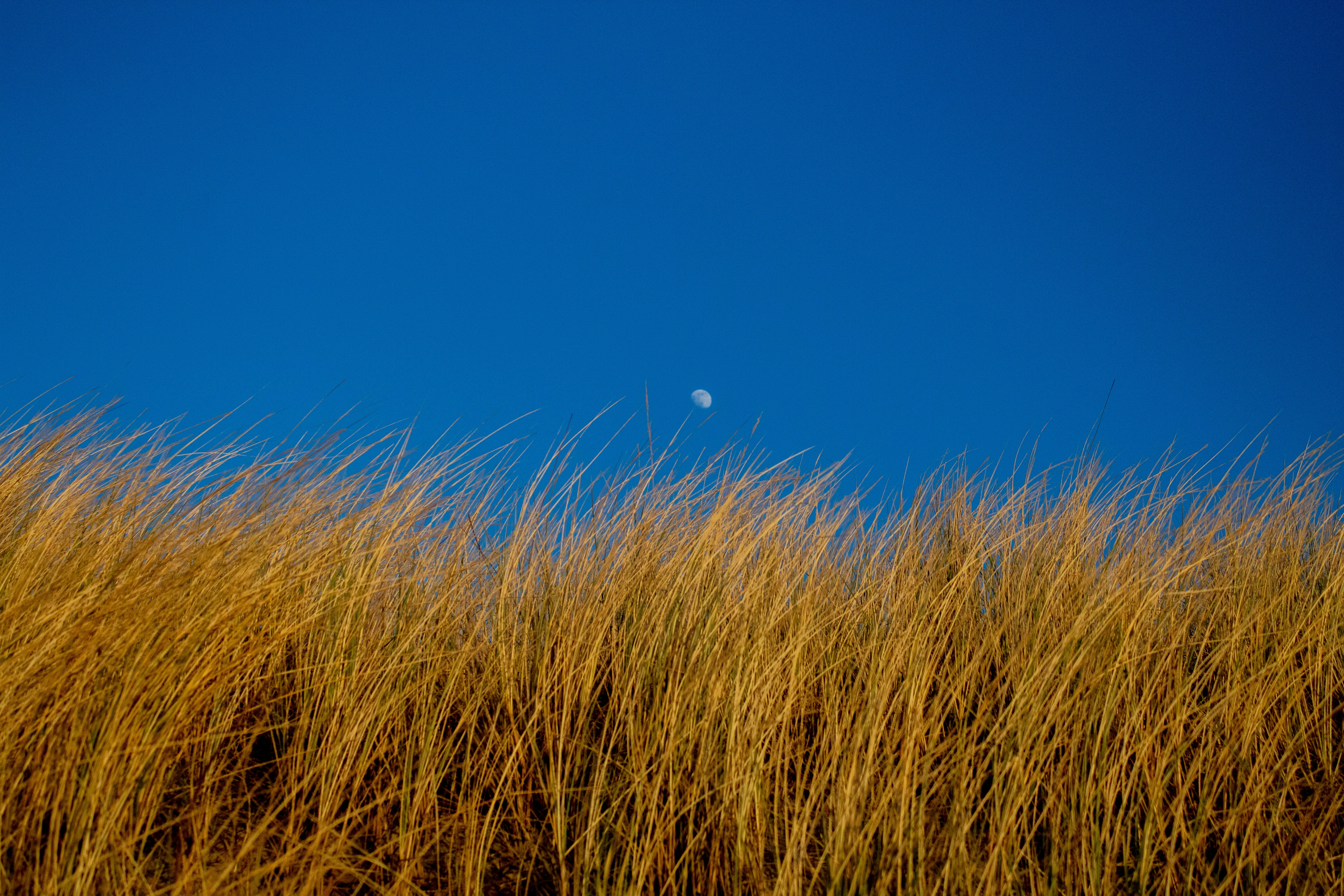 Whispering Grasses Under a Daytime Moon