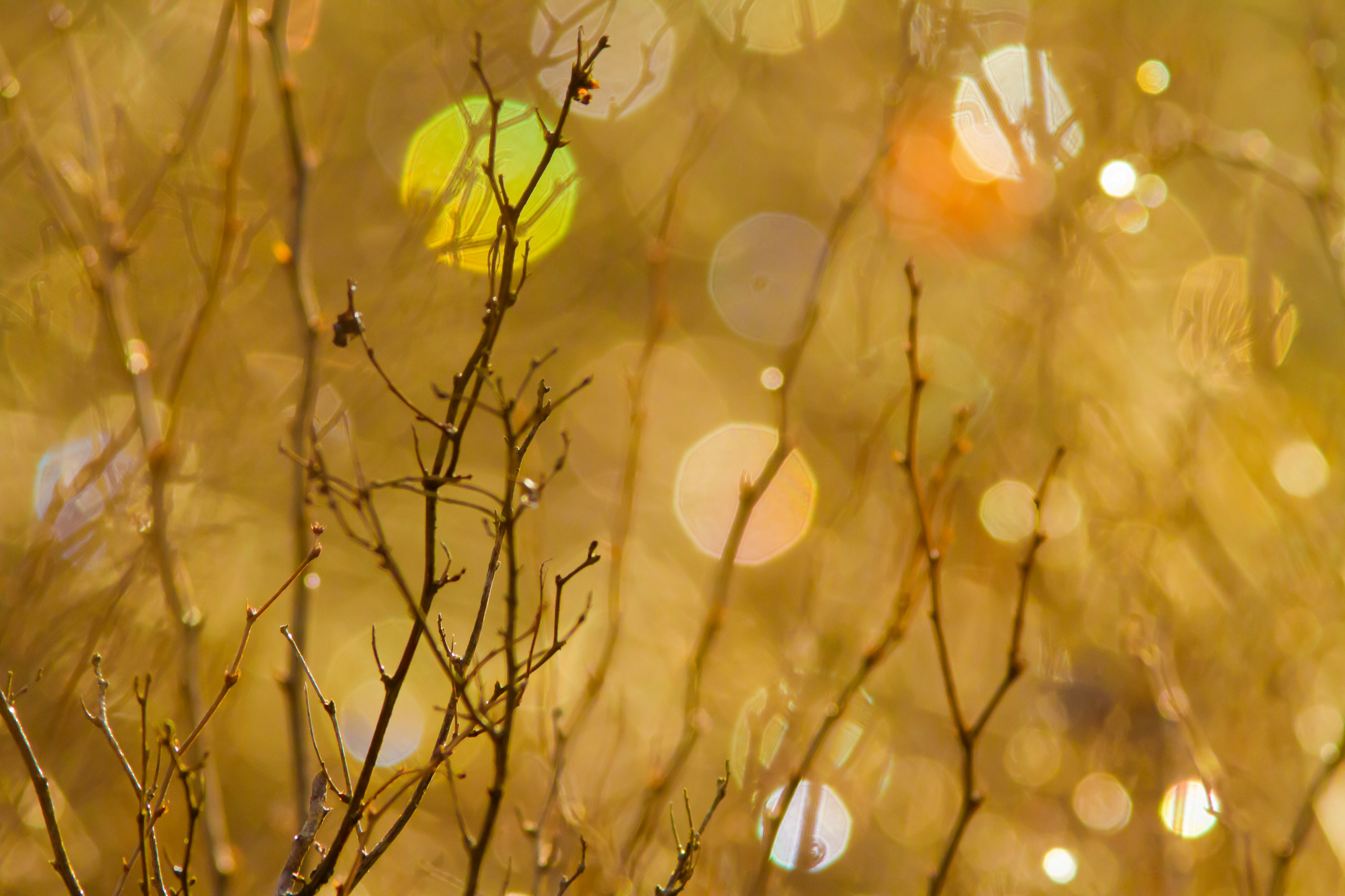 Whispers of Light Through Twigs