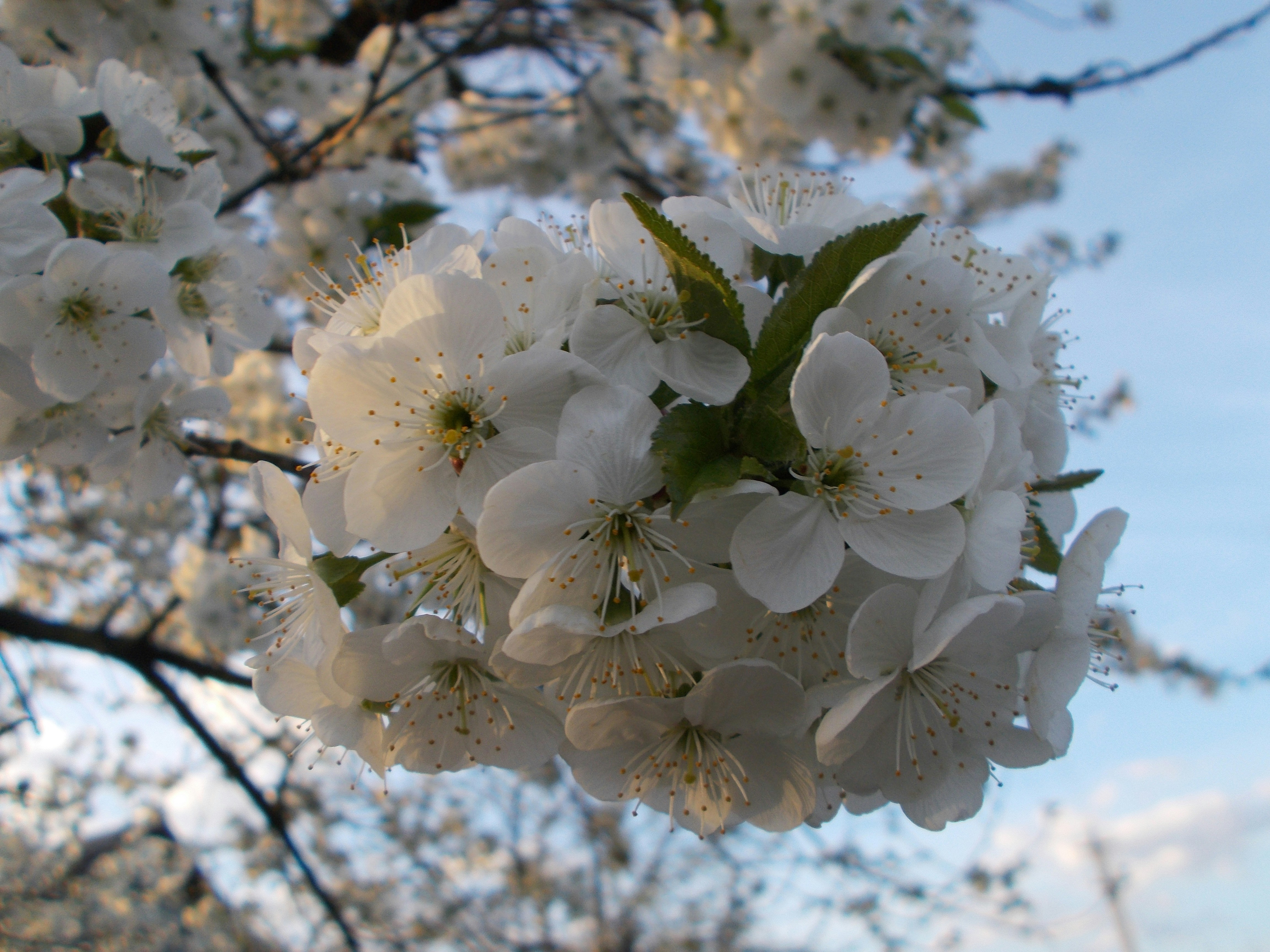 Snowy Bloom Cluster: Close-Up of White Blossoms Against a Clear Sky