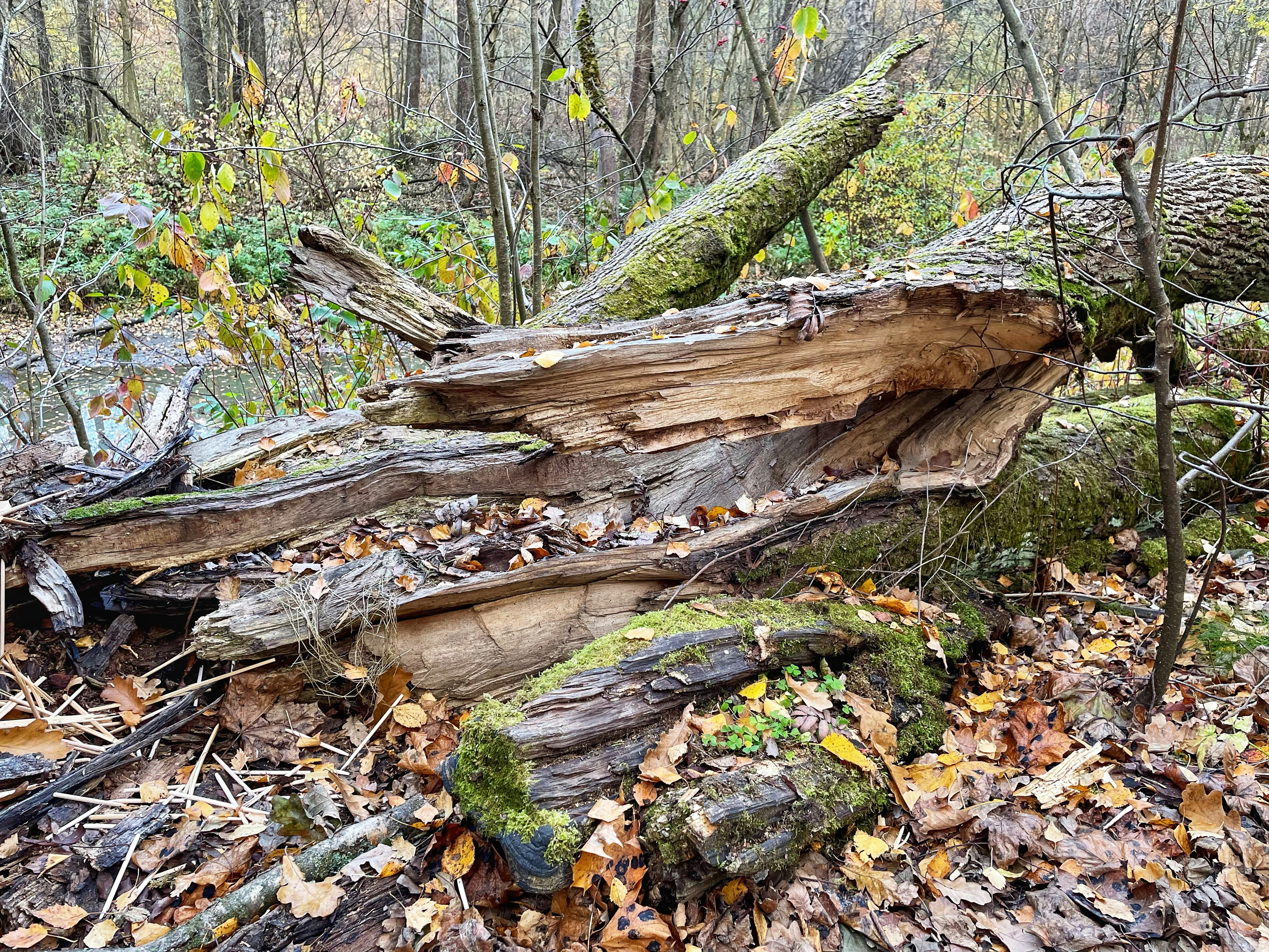 Things and views | 27 best free thing, plant, russium and light photos ...