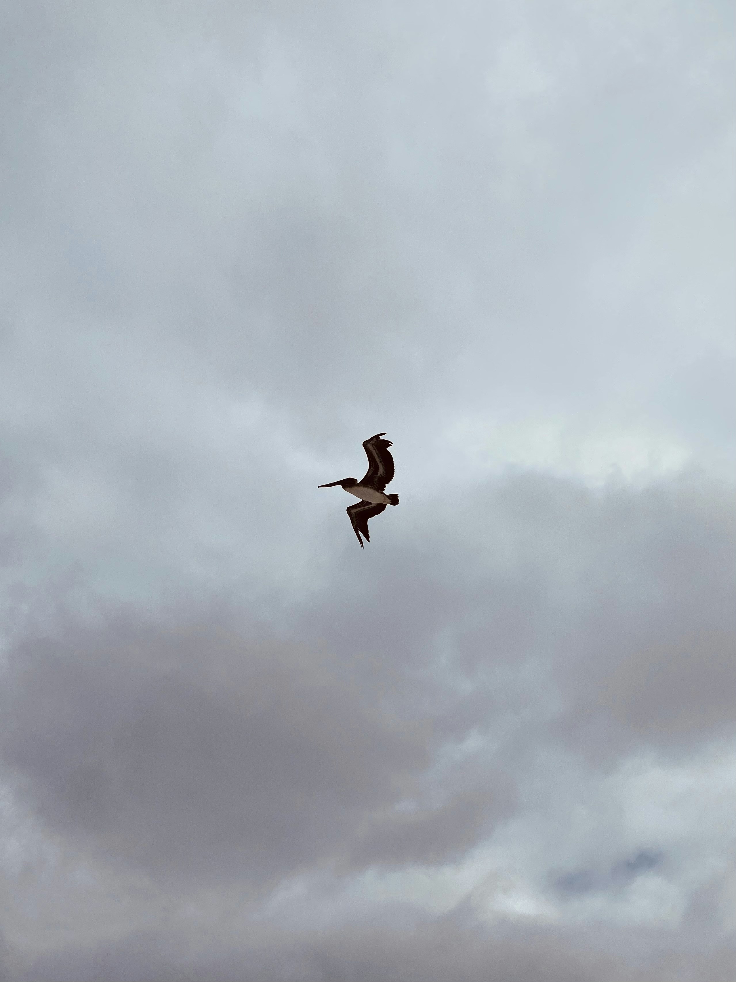 Midflight over a slate sky: a lone gull carves through the clouds