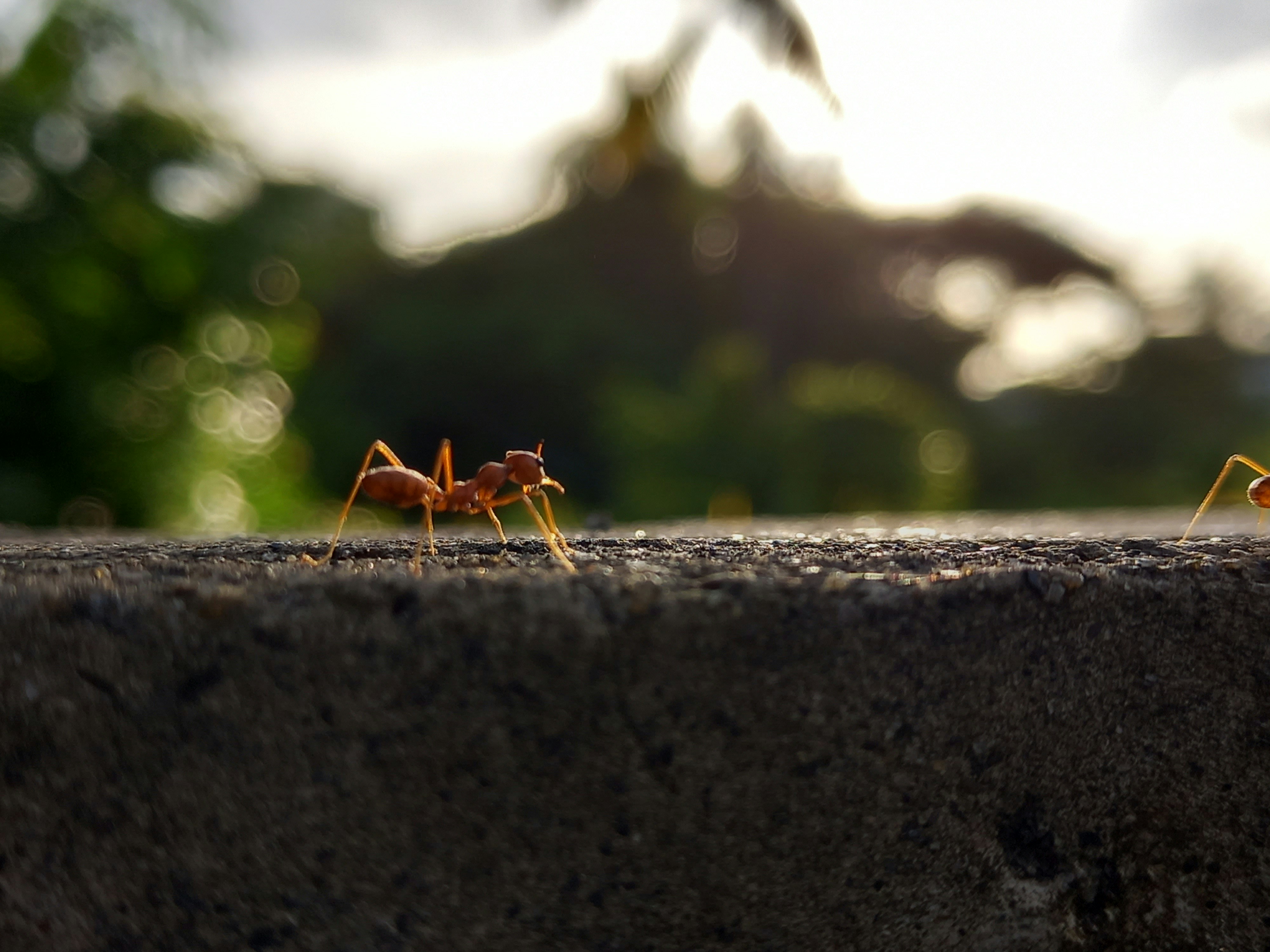 A couple of small ants standing on top of a cement wall photo – Free ...