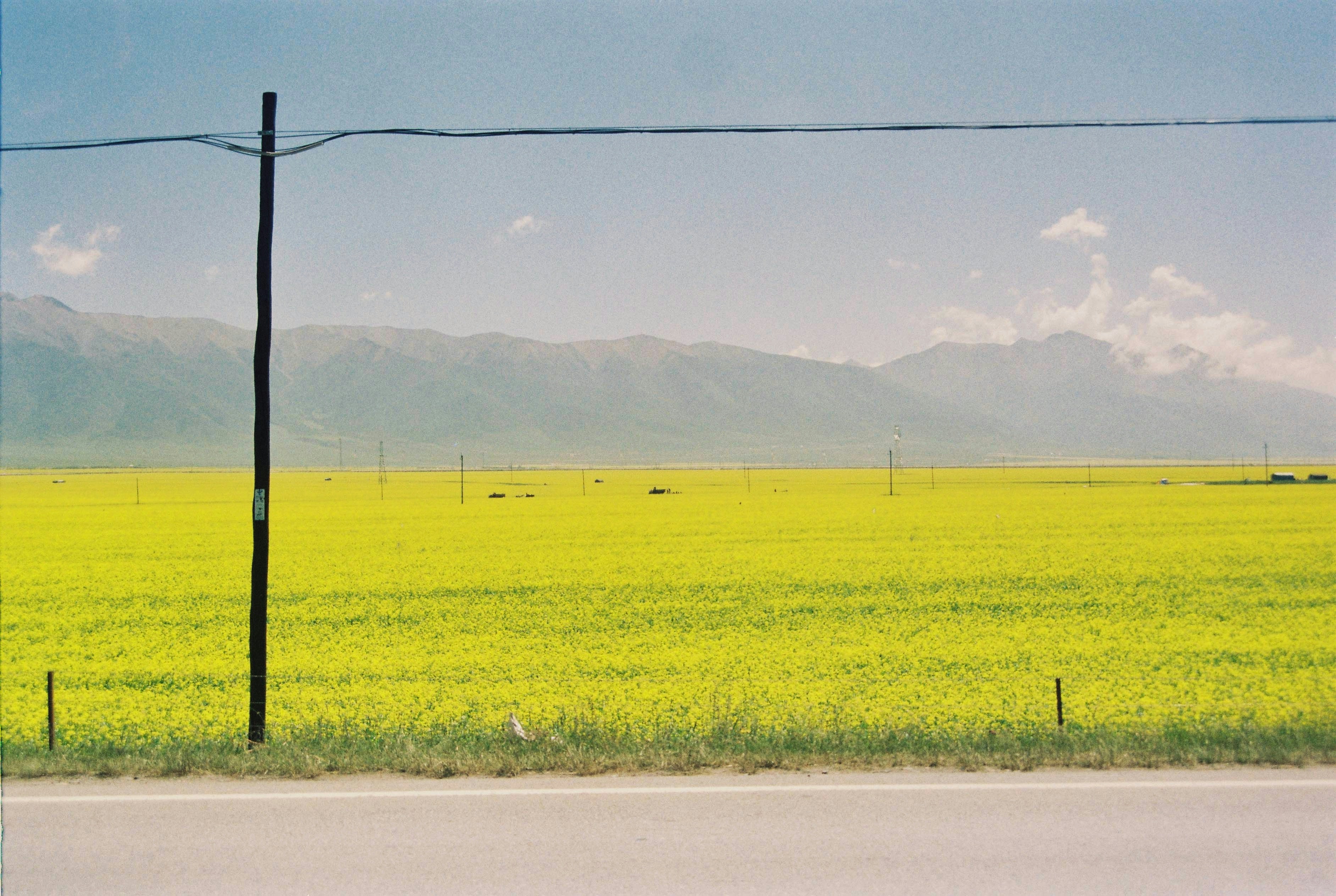 Ein großes Feld gelber Blumen neben einer Straße Foto – Kostenloses ...