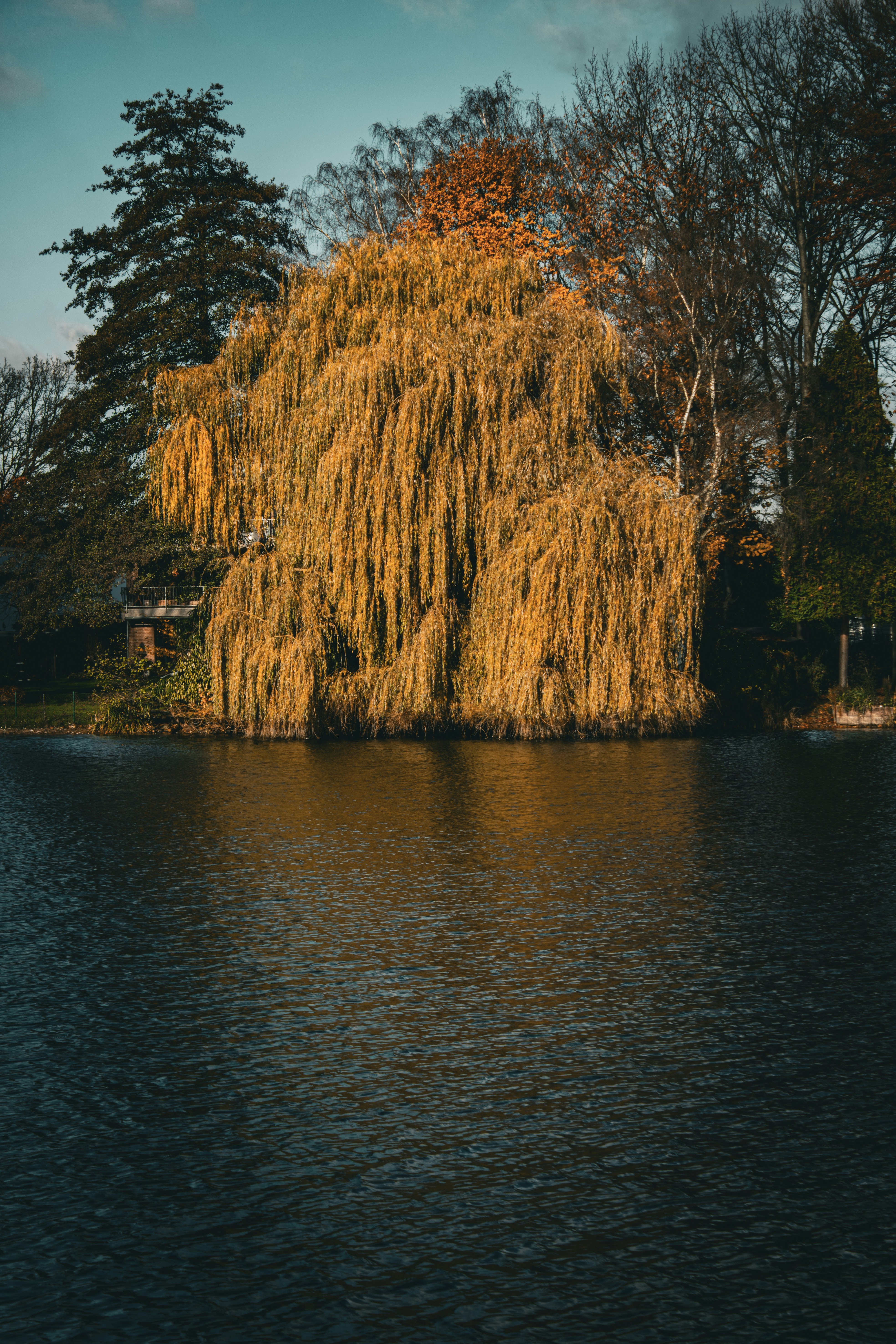 Autumn's Golden Weeping Willow Anchored on a Quiet Lake