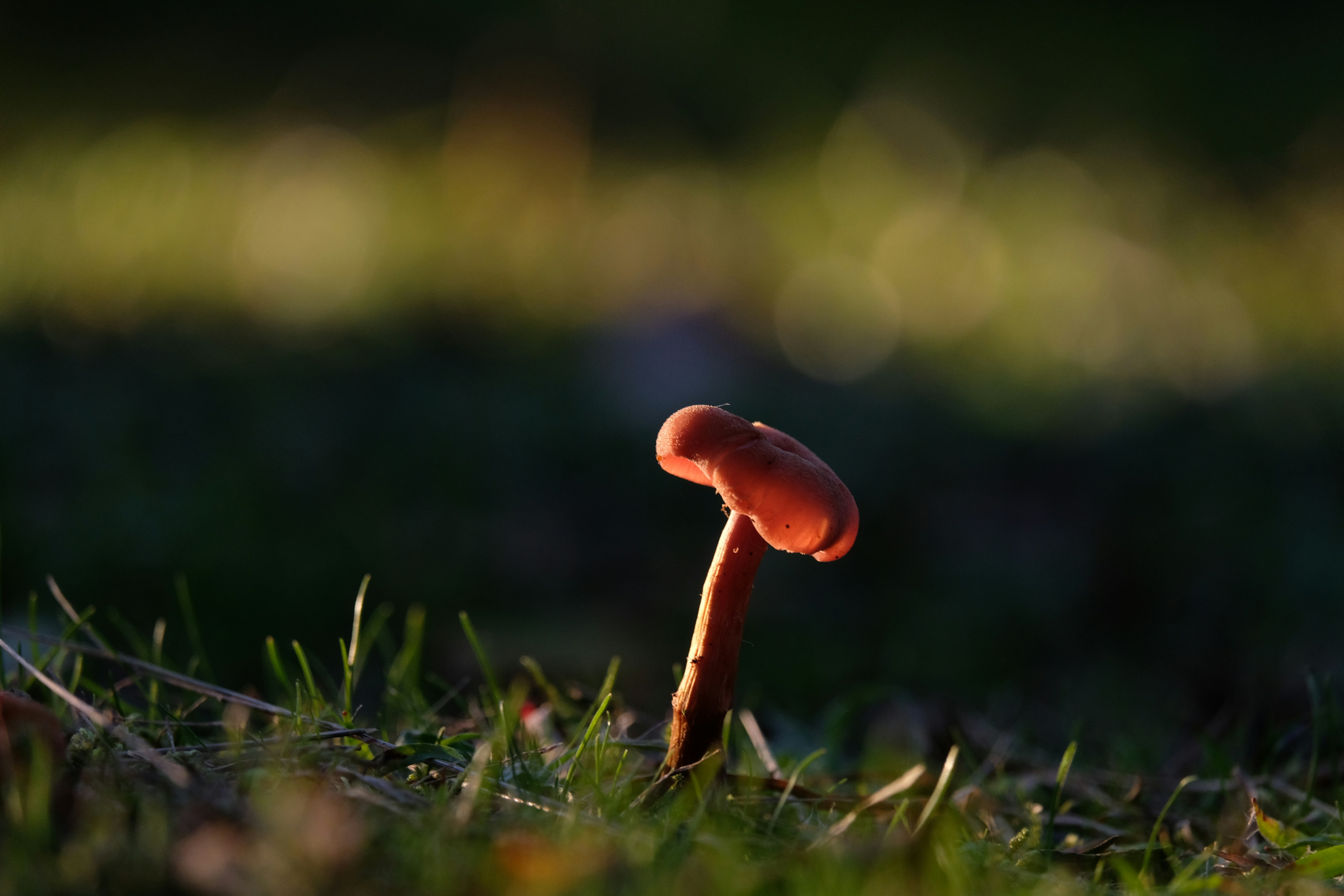  solitary mushroom beacon in a sunlit meadow