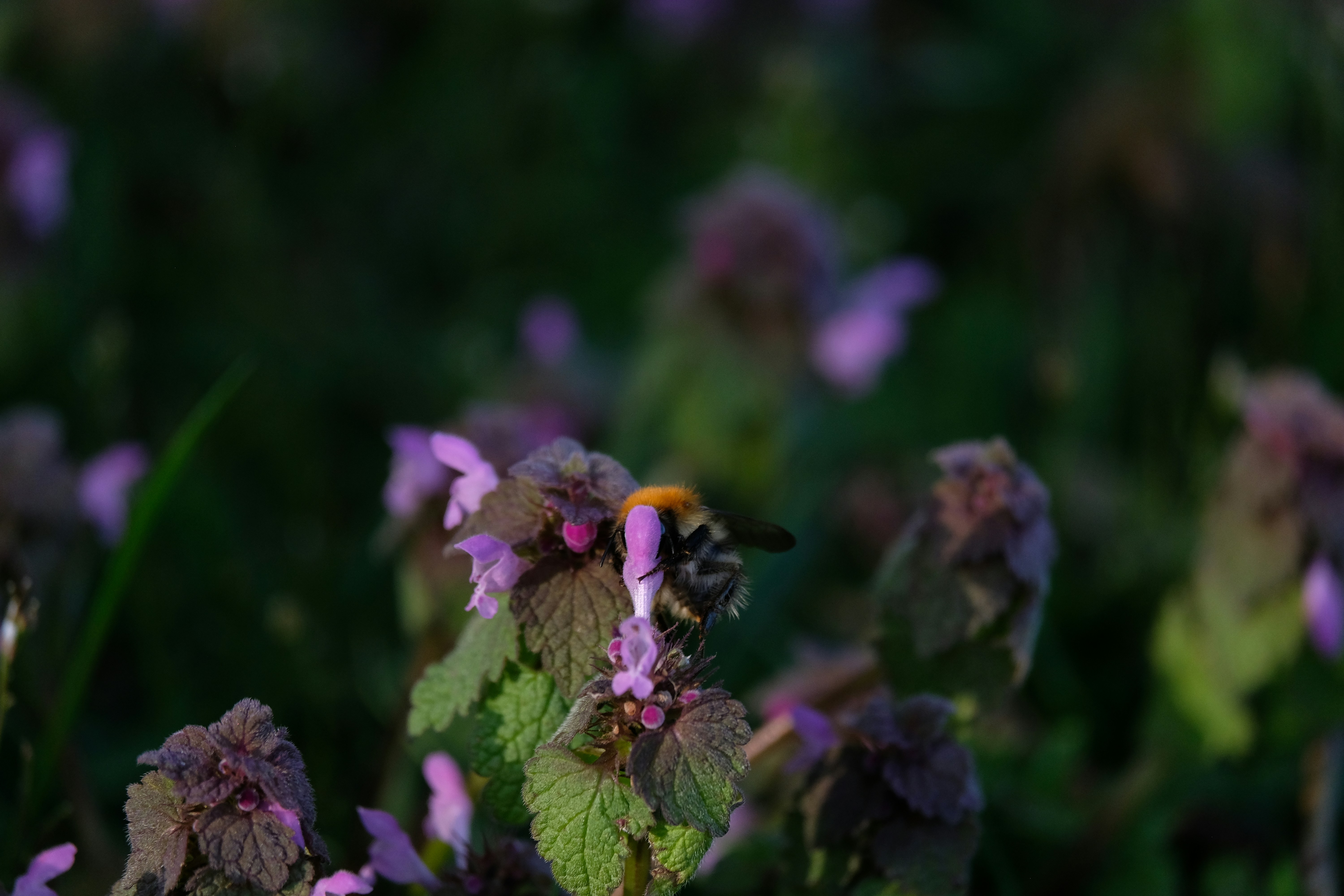 Mid-Summer Quiet: A Bumblebee Among Velvet Purple Blooms