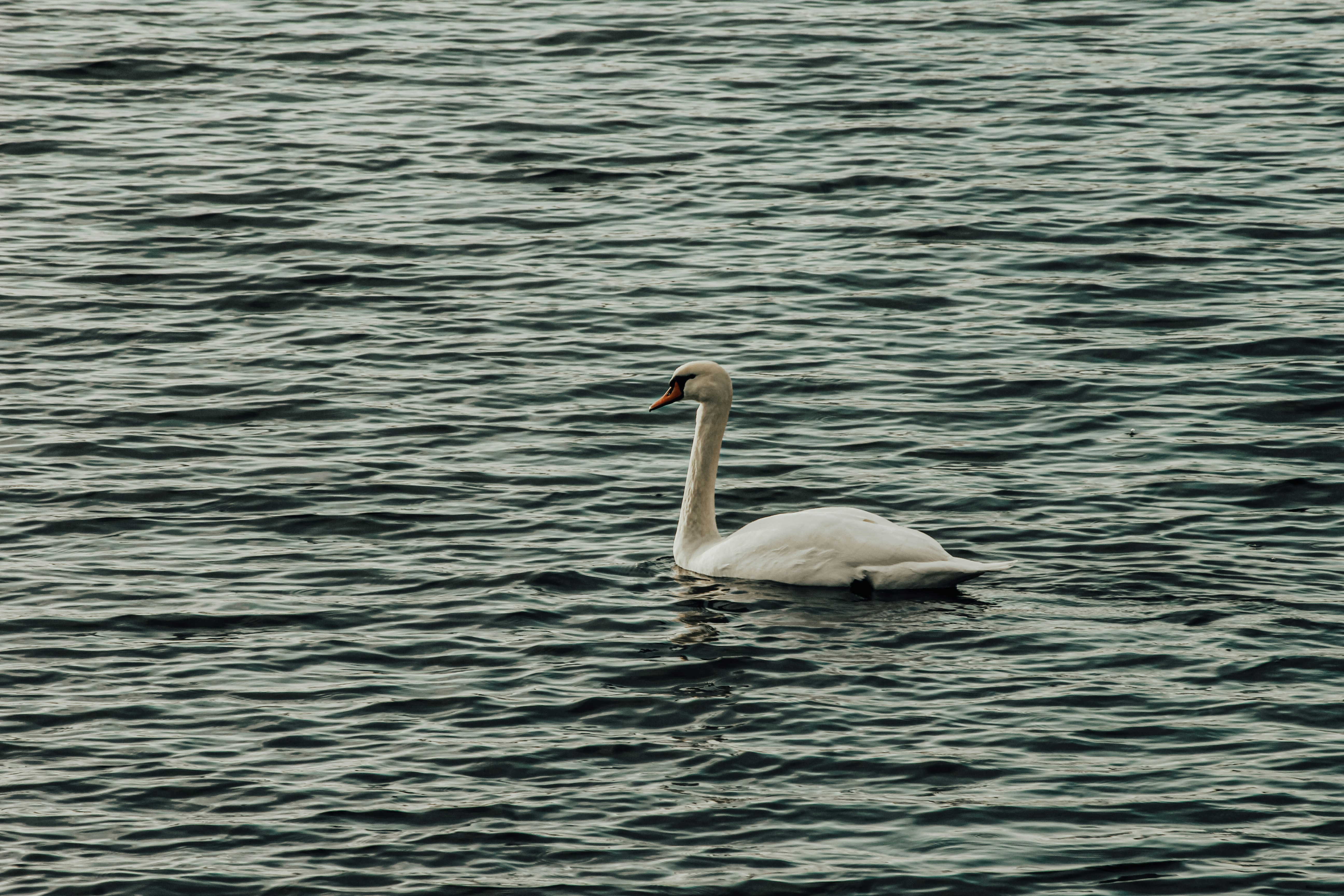 A solitary swan glides gracefully across the rippling water, creating a serene atmosphere. The subtle waves reflect the soft hues of the surrounding environment.
