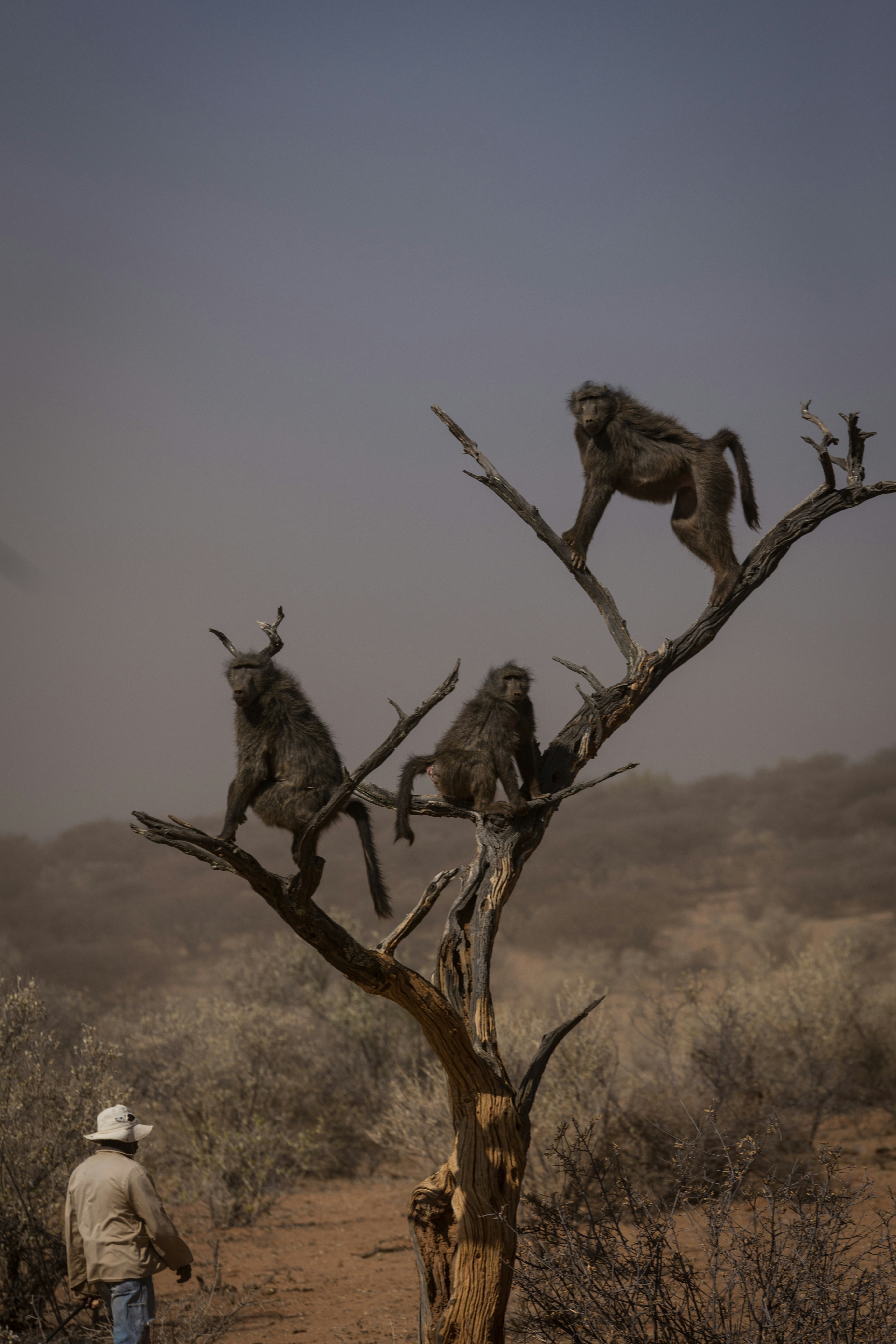 Desert Watchers: Monkeys Perched on a Weathered Tree
