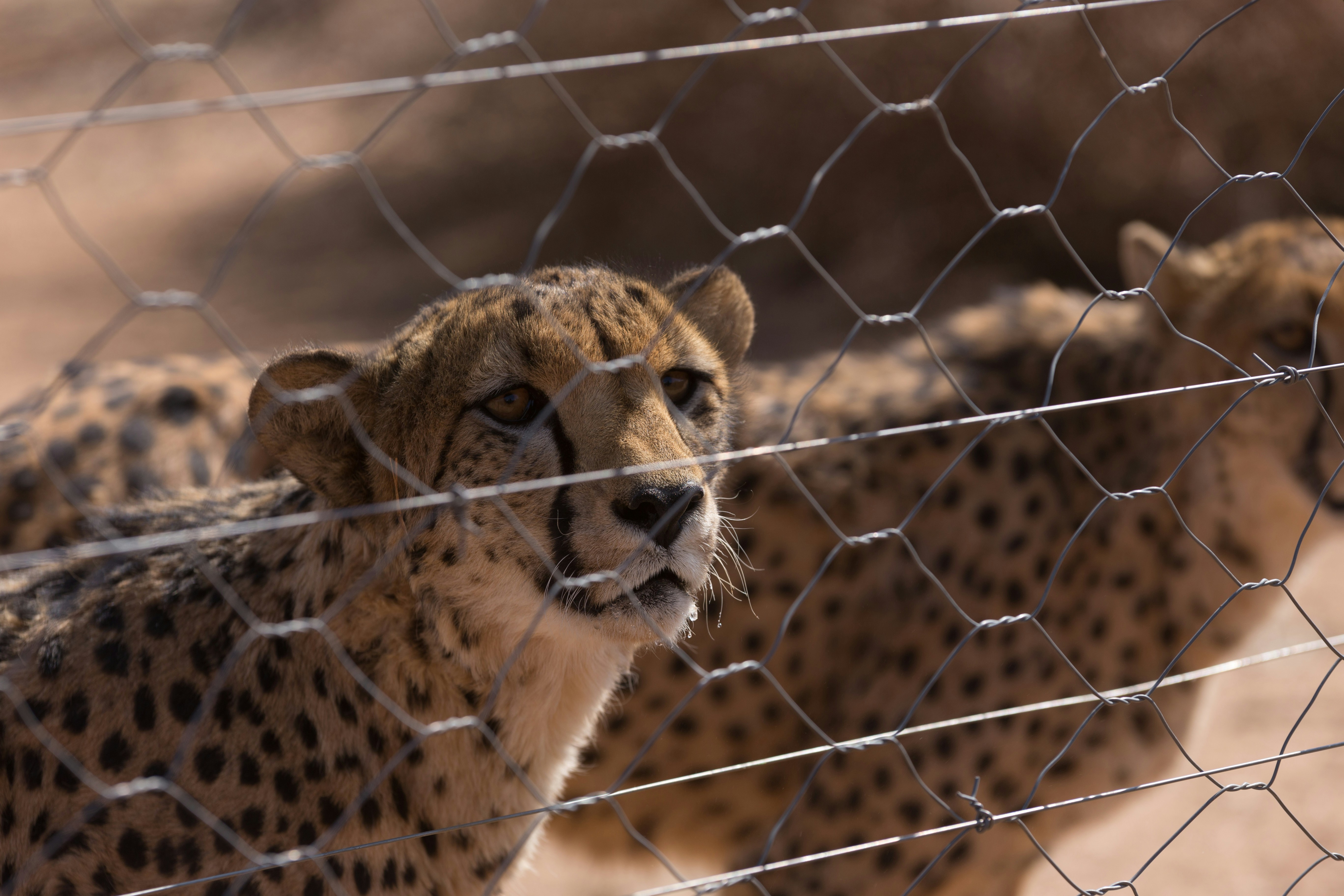 Through the Mesh: A Cheetah's Quiet Gaze
