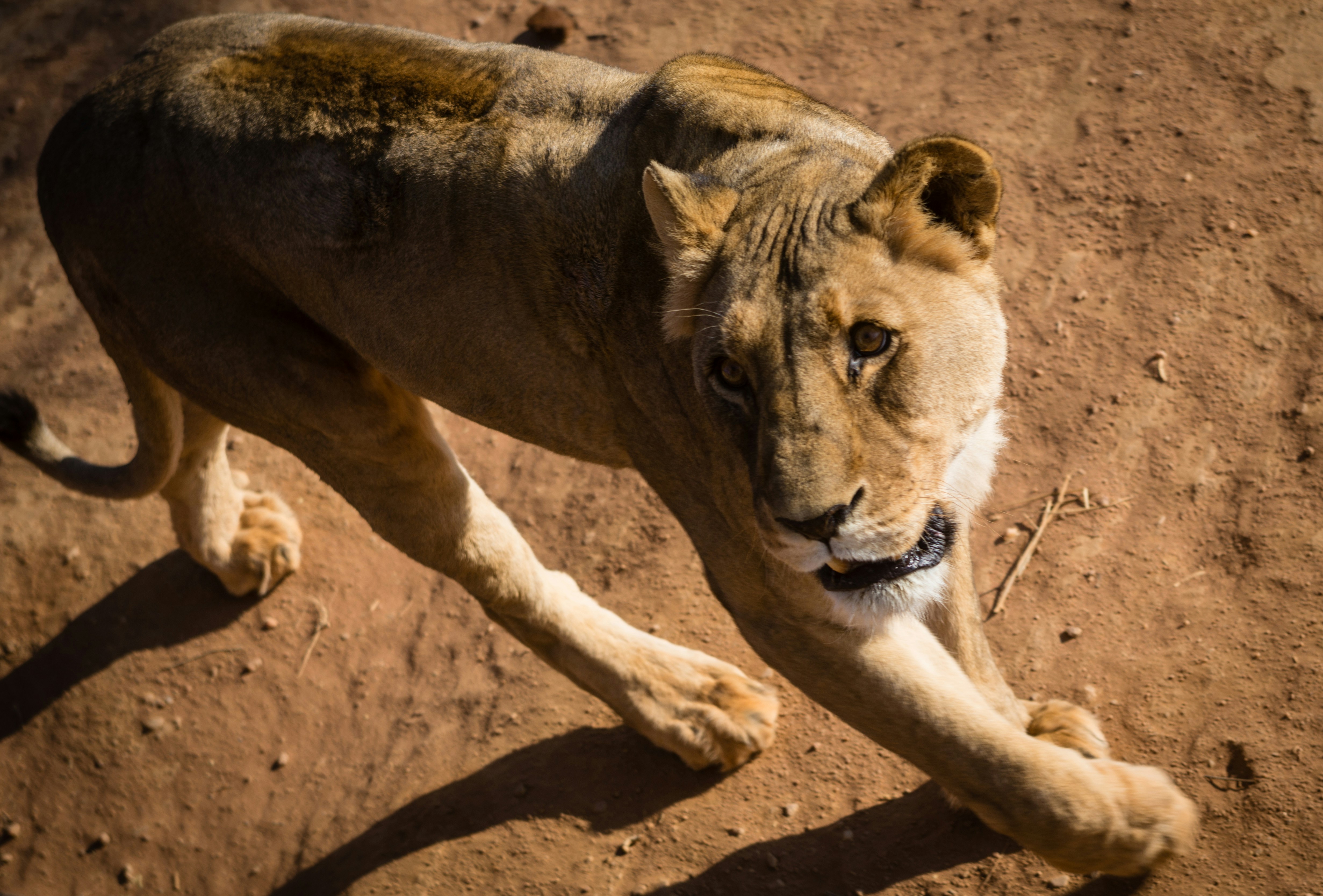 a close up of a lion on a dirt ground